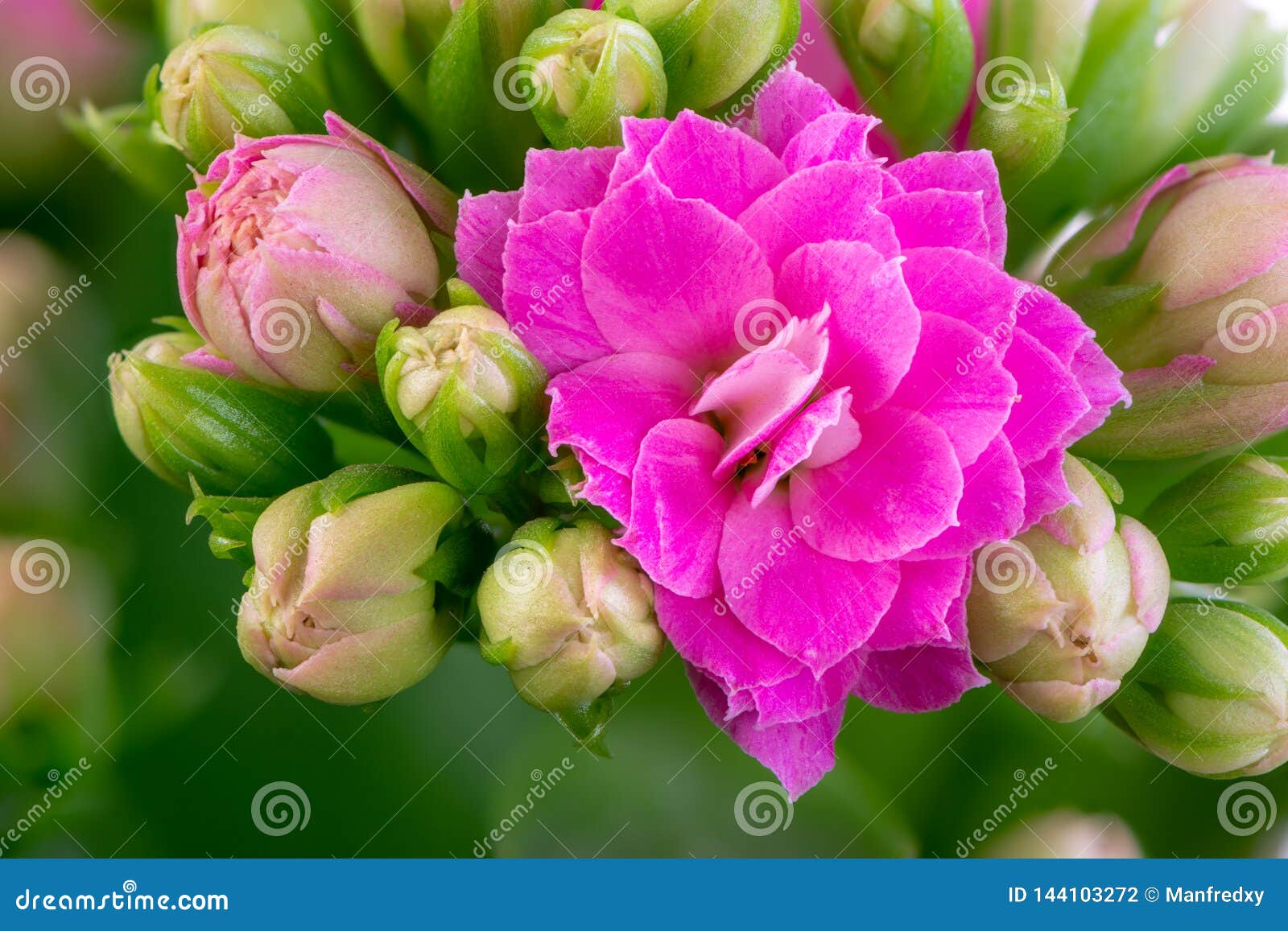 Flores Cor-de-rosa Da Flor Do Kalanchoe Foto de Stock - Imagem de ...