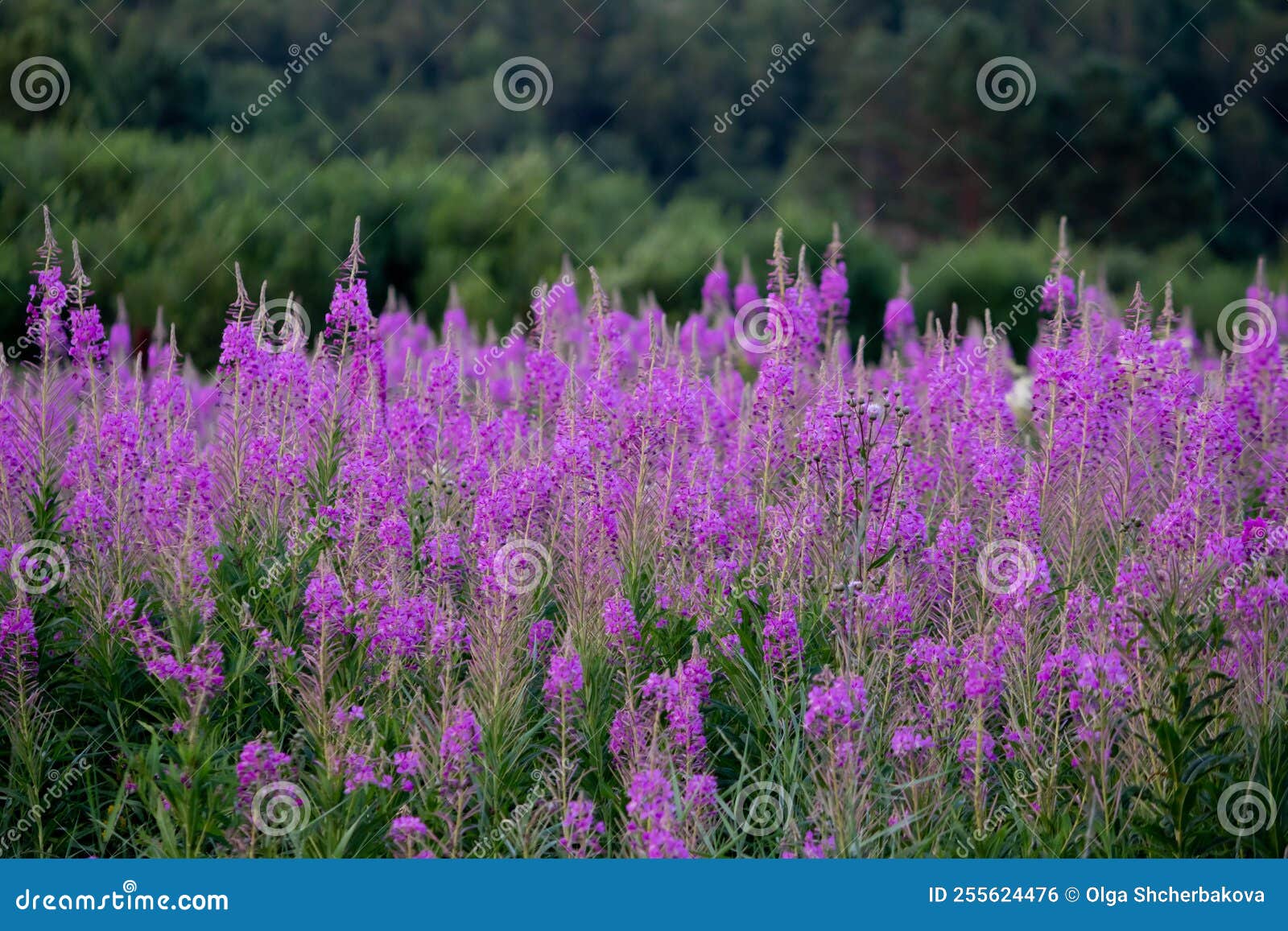 Flores Cor-de-rosa Da Marantea Fervem Nos Raios Solares Do Sol ... Flores Cor-de-rosa Da Marantea Fervem Nos Raios Solares Do Sol ...