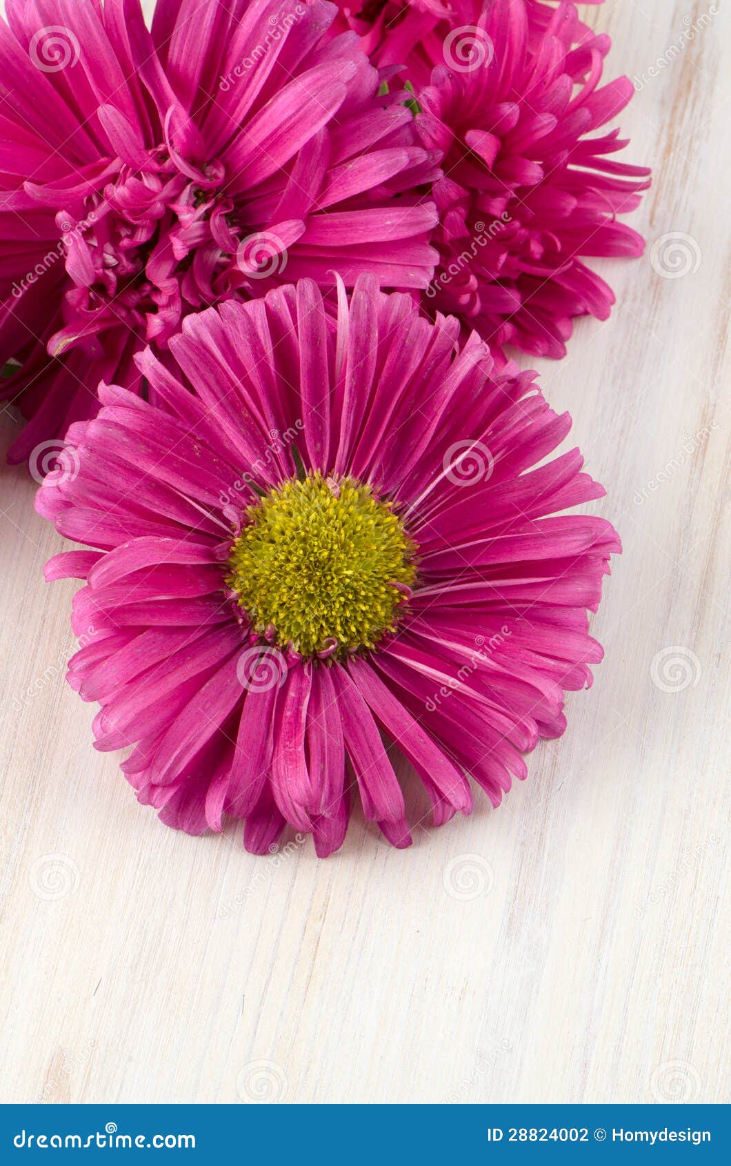 Flores Cor-de-rosa Da Margarida Foto de Stock - Imagem de macro ...