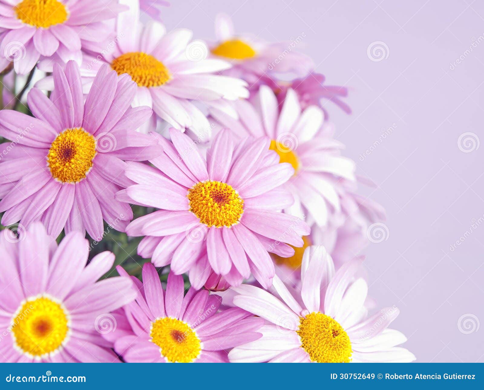 Flores Cor-de-rosa Da Margarida Imagem de Stock - Imagem de botânica ...