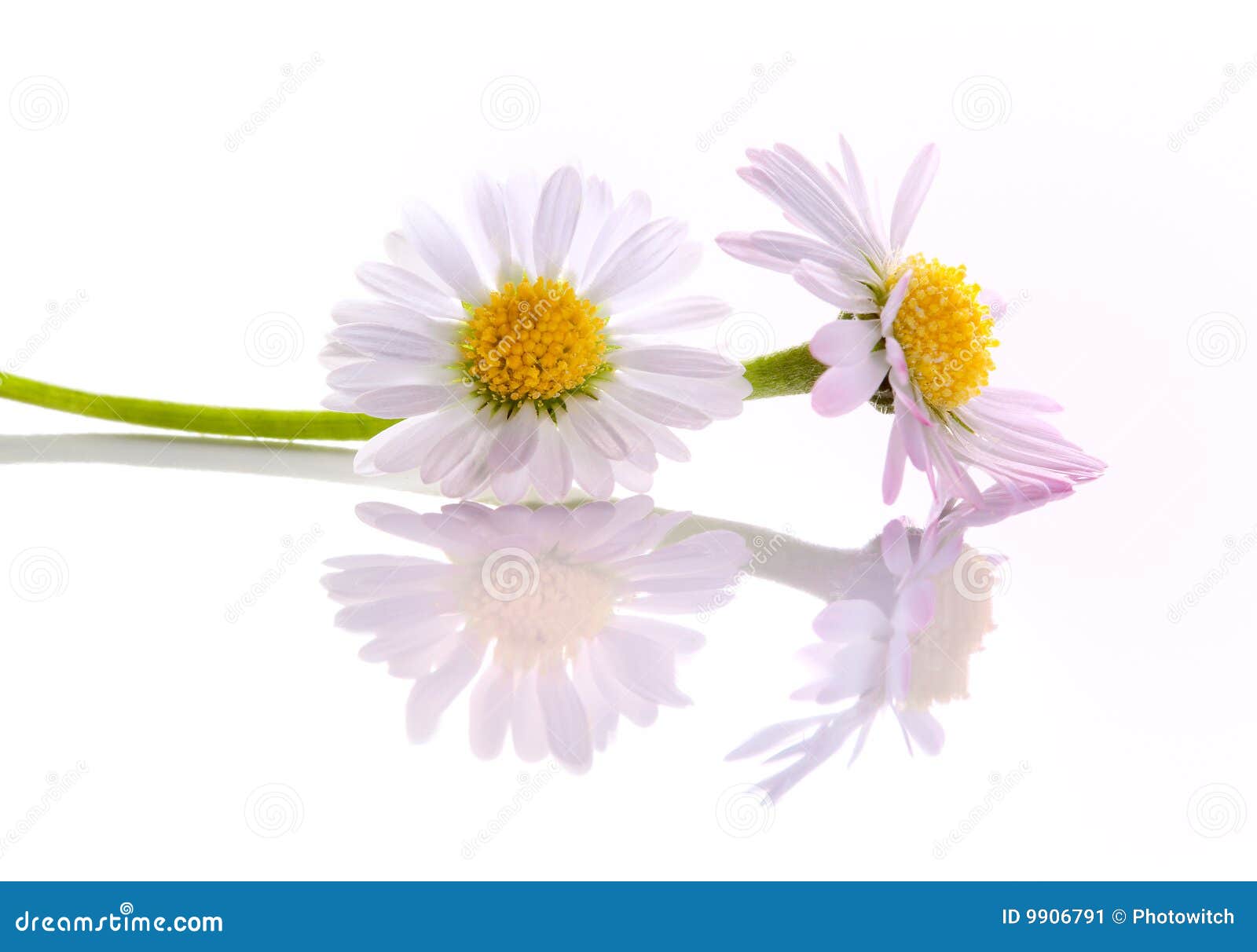 Flores Cor-de-rosa Da Margarida Imagem de Stock - Imagem de detalhe ...