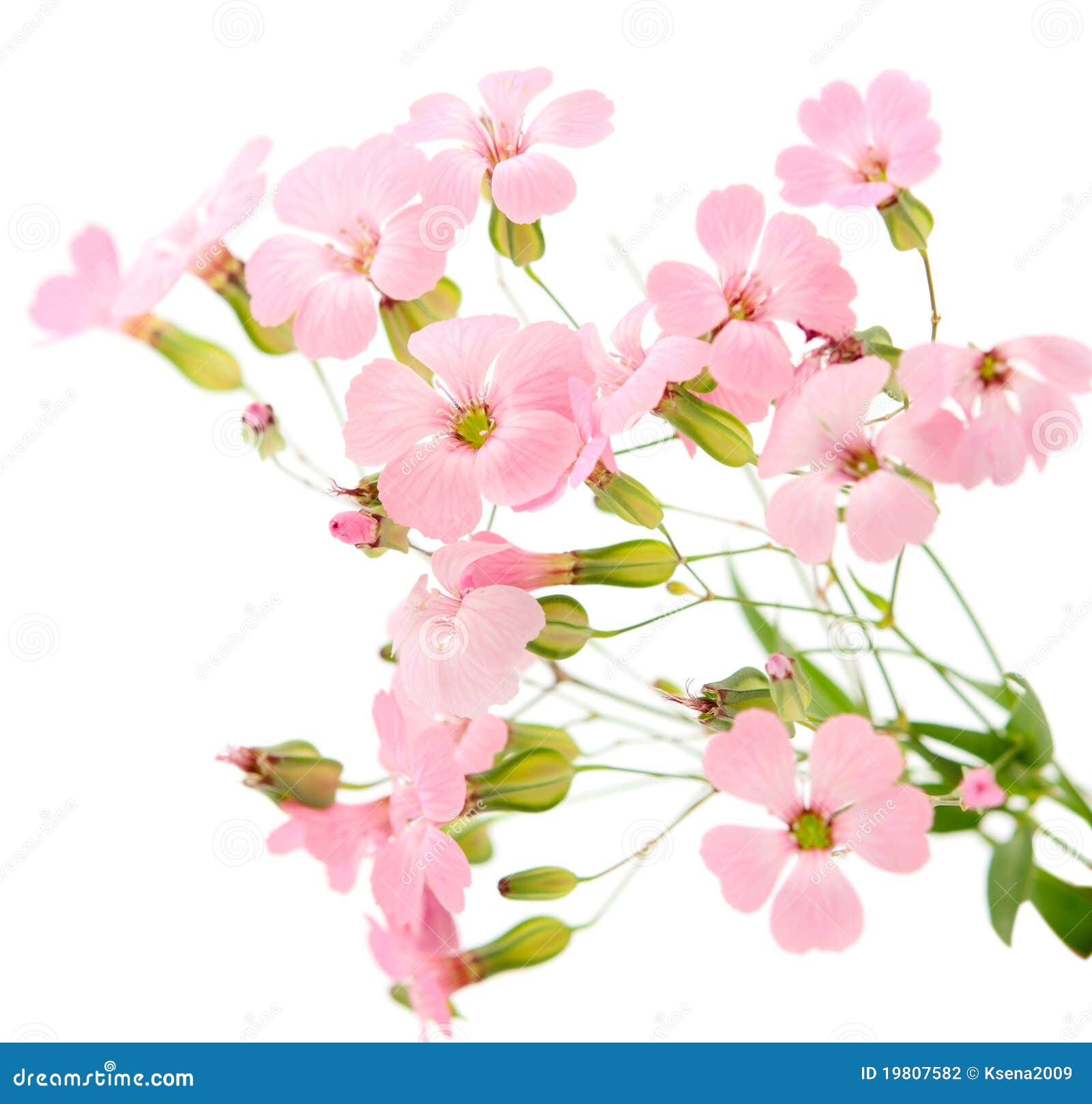 Flores Cor-de-rosa Delicadas Foto de Stock - Imagem de fragilidade ...