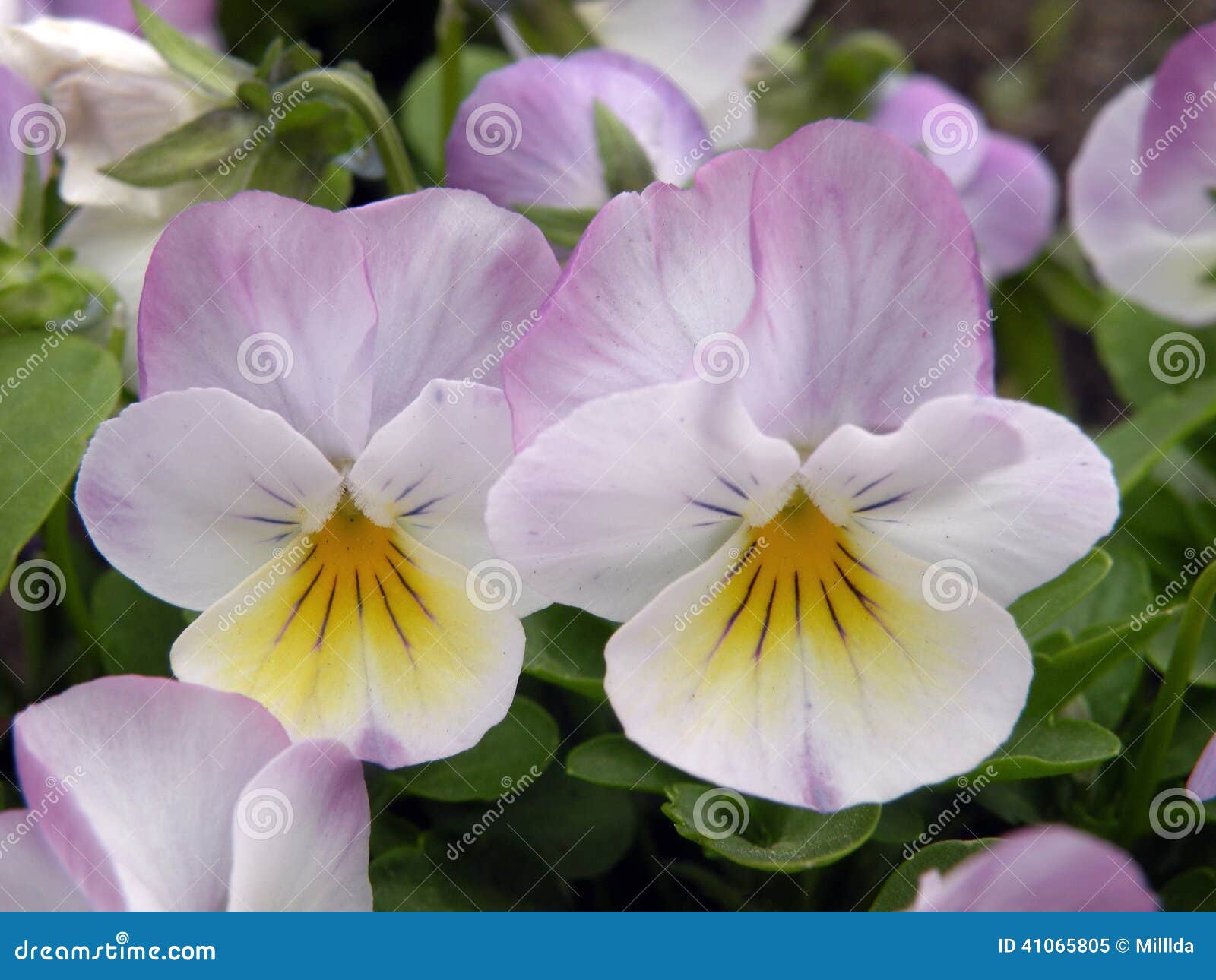 Flores Cor-de-rosa Do Amor Perfeito Imagem de Stock - Imagem de amarelo ...