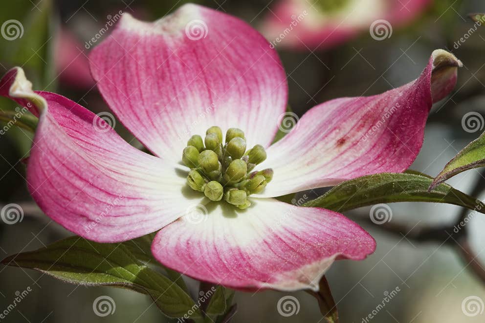 Flores Cor-de-rosa Do Corniso - Cornus Florida Rubra Imagem de Stock ...