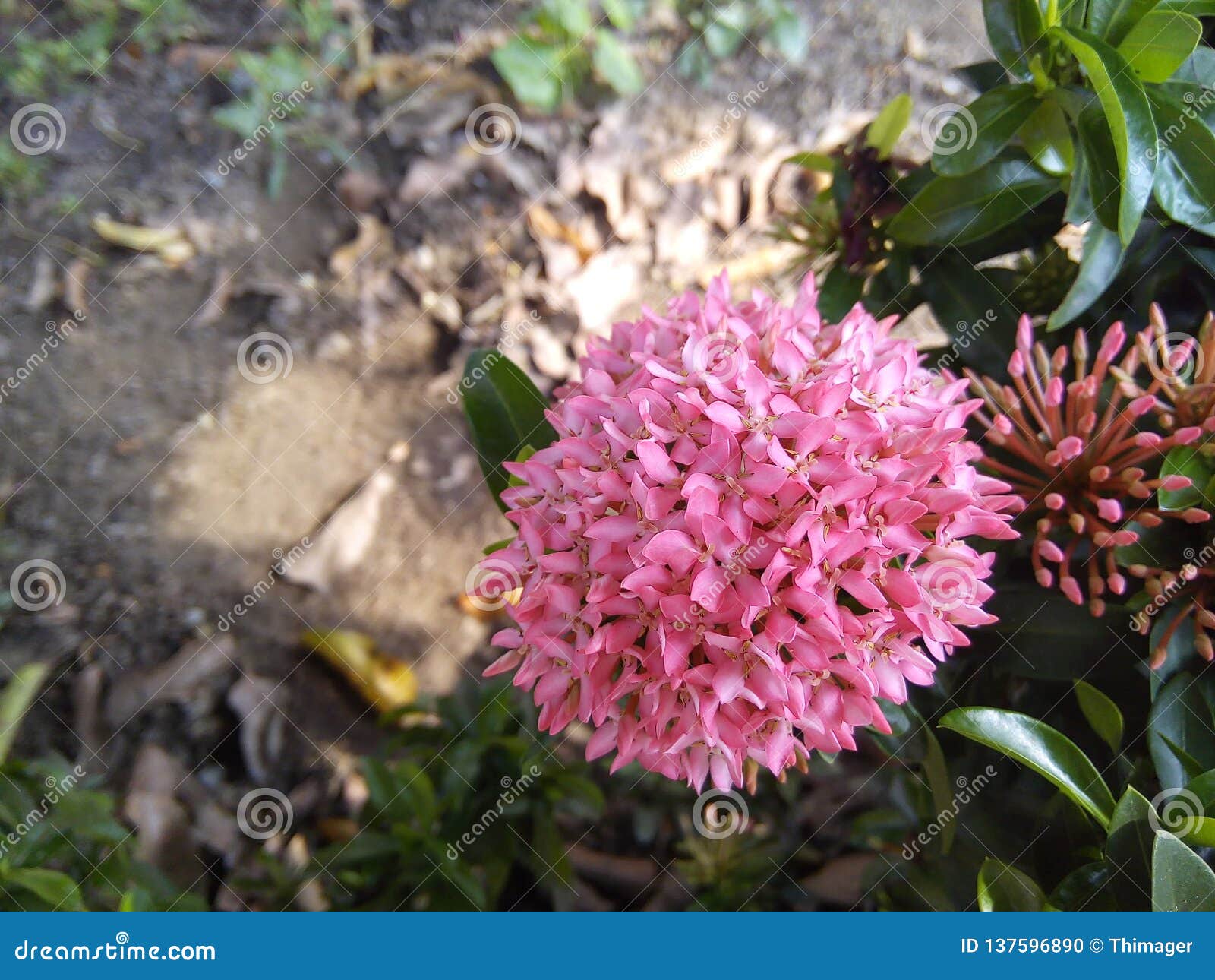 Flores Cor-de-rosa Do Ixora Foto de Stock - Imagem de ecologia, erva ...