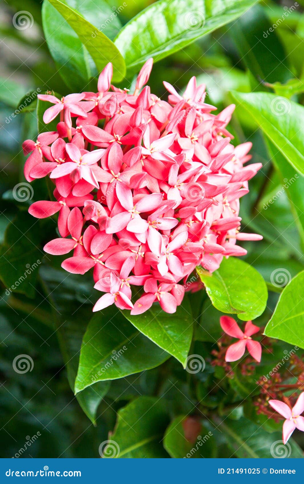 Flores Cor-de-rosa Do Ixora Imagem de Stock - Imagem de cores, selva ...