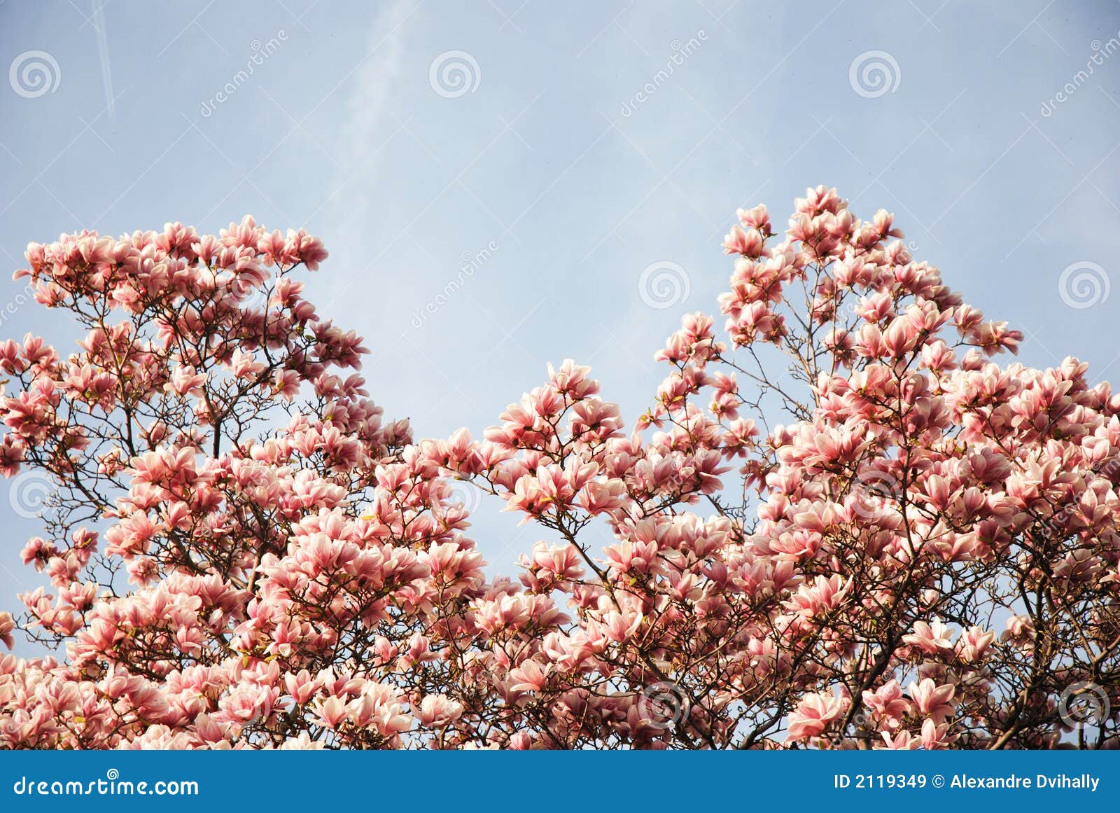 Flores Cor-de-rosa Do Magnolia Imagem de Stock - Imagem de filial ...