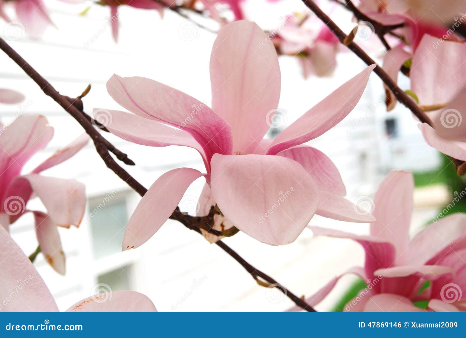 Flores Cor-de-rosa Do Magnolia Foto de Stock - Imagem de galho, oferta ...