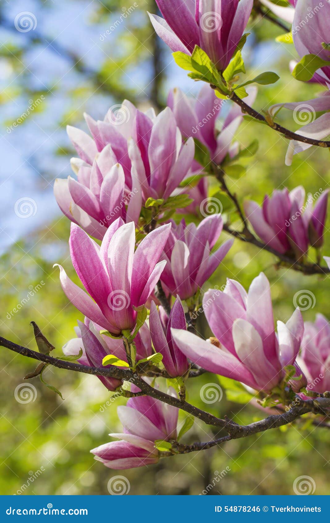 Flores Cor-de-rosa Do Magnolia Foto de Stock - Imagem de vermelho, mola ...