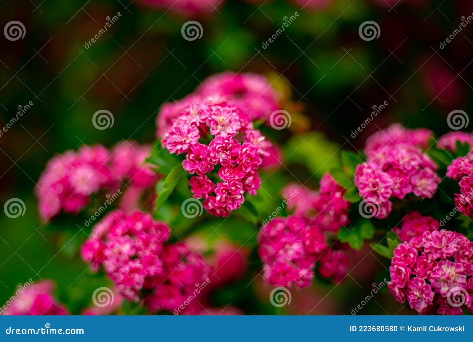 Flores cor-de-rosa do mato foto de stock. Imagem de nave - 223680580