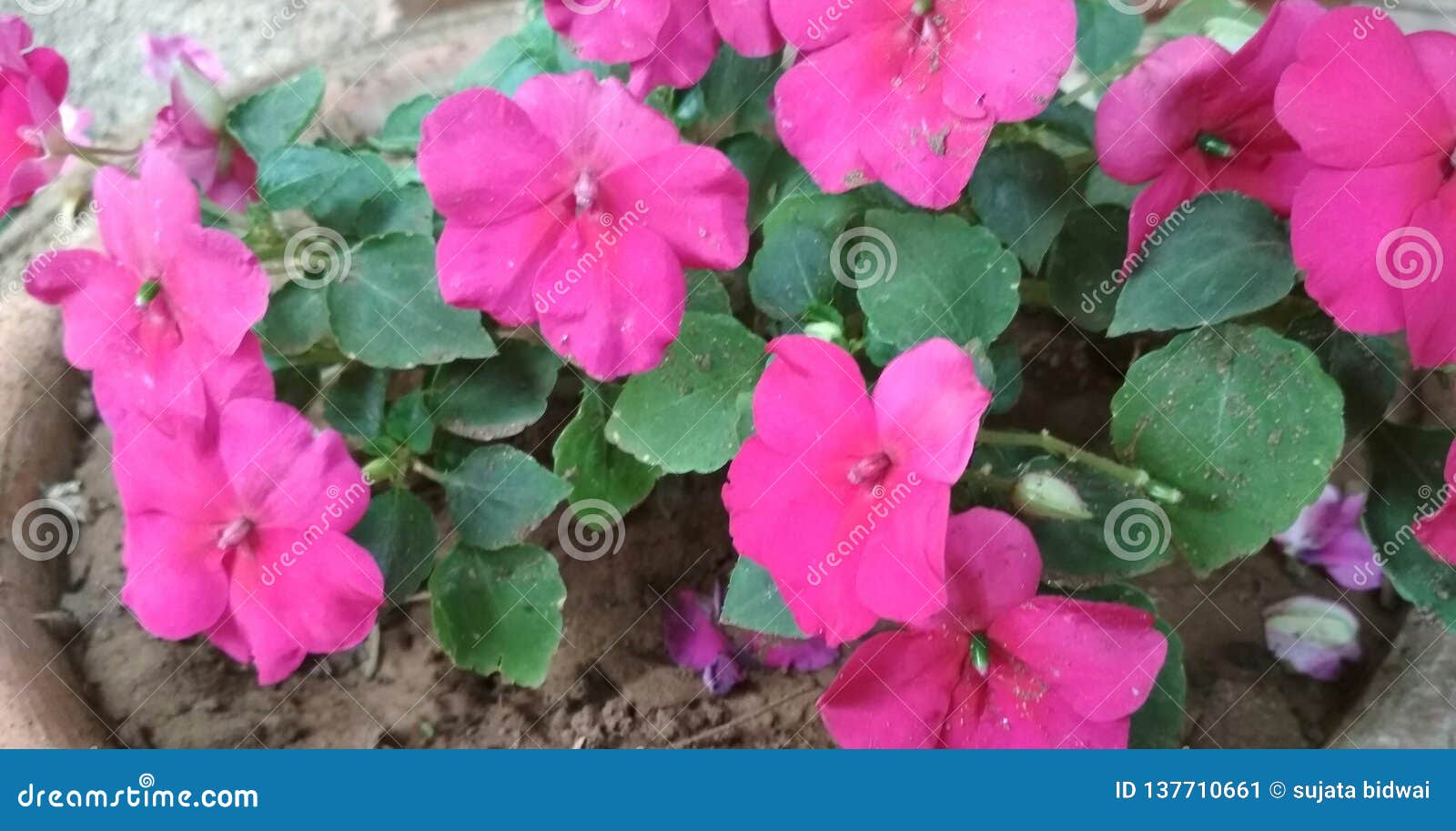 Flores Cor-de-rosa Do Poder Imagem de Stock - Imagem de pinkies, grupo ...