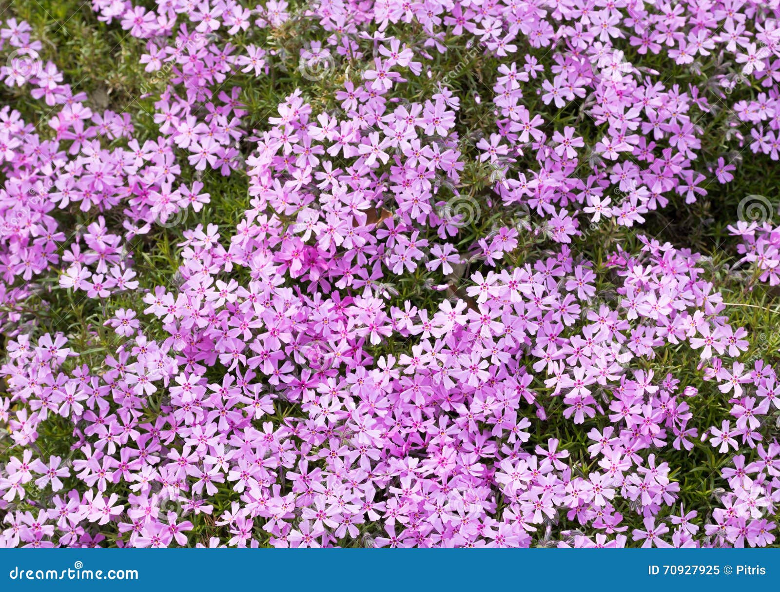 Flores Cor-de-rosa E Roxas Do Flox De Musgo Imagem de Stock - Imagem de ...