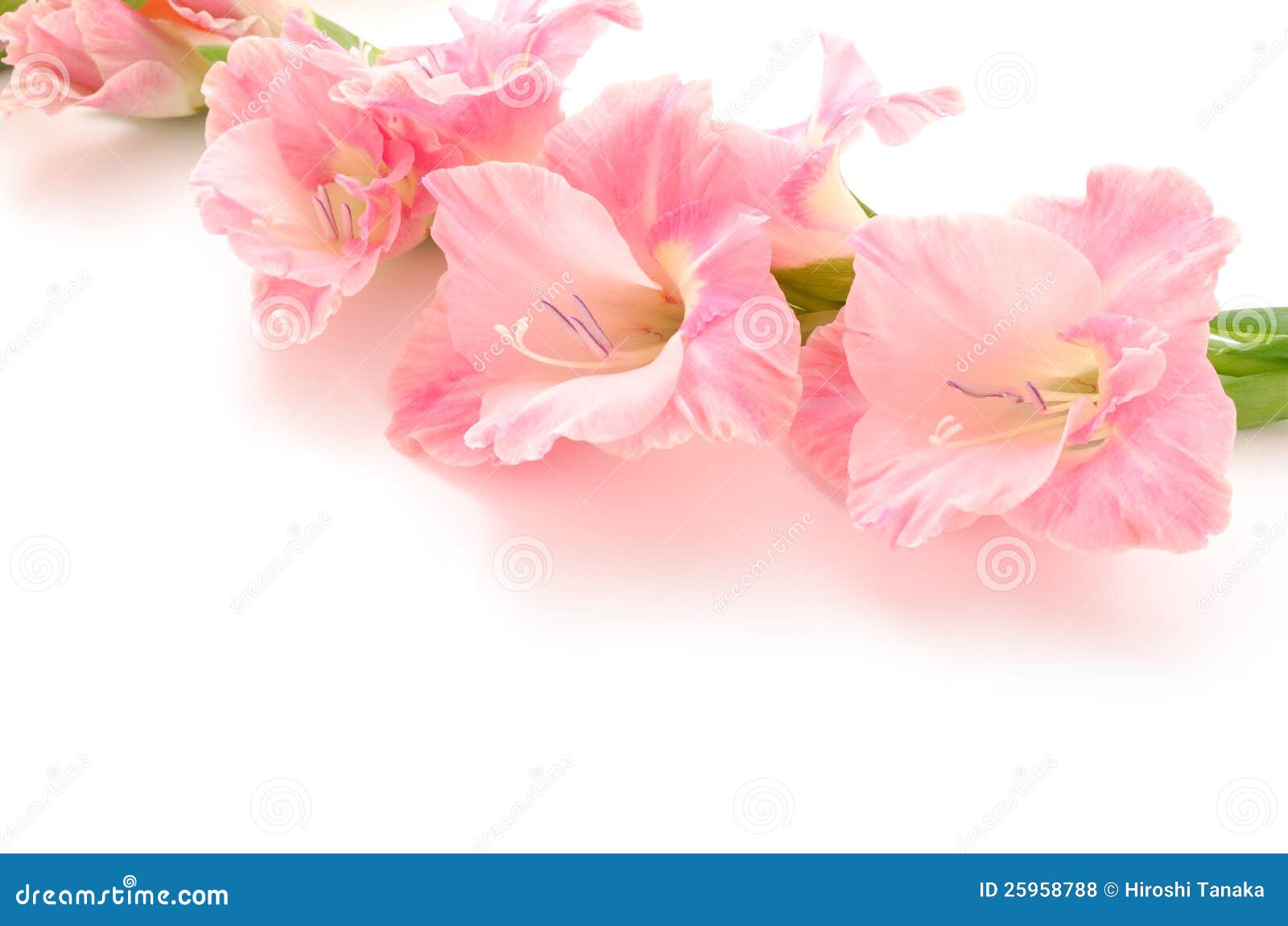Flores Cor-de-rosa Laterais Do Tipo De Flor Foto de Stock - Imagem de ...