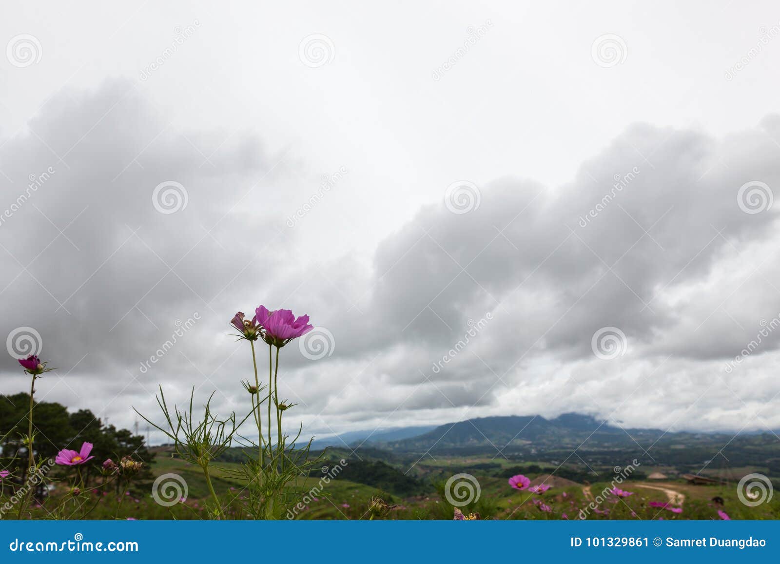 Flores Cor-de-rosa No Monte Imagem de Stock - Imagem de montanha ...