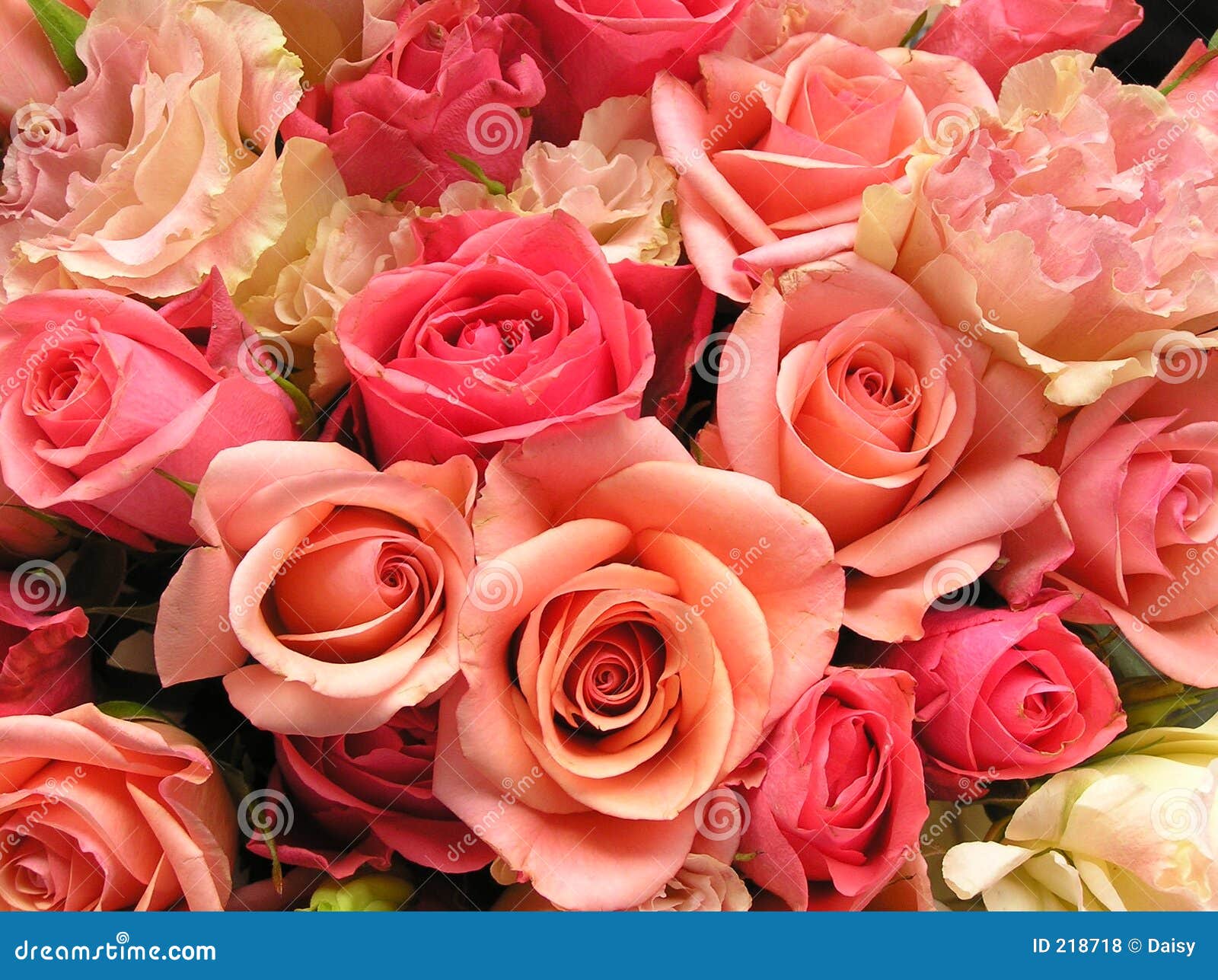 Flores Cor-de-rosa Românticas Foto de Stock - Imagem de flores, arranjo ...