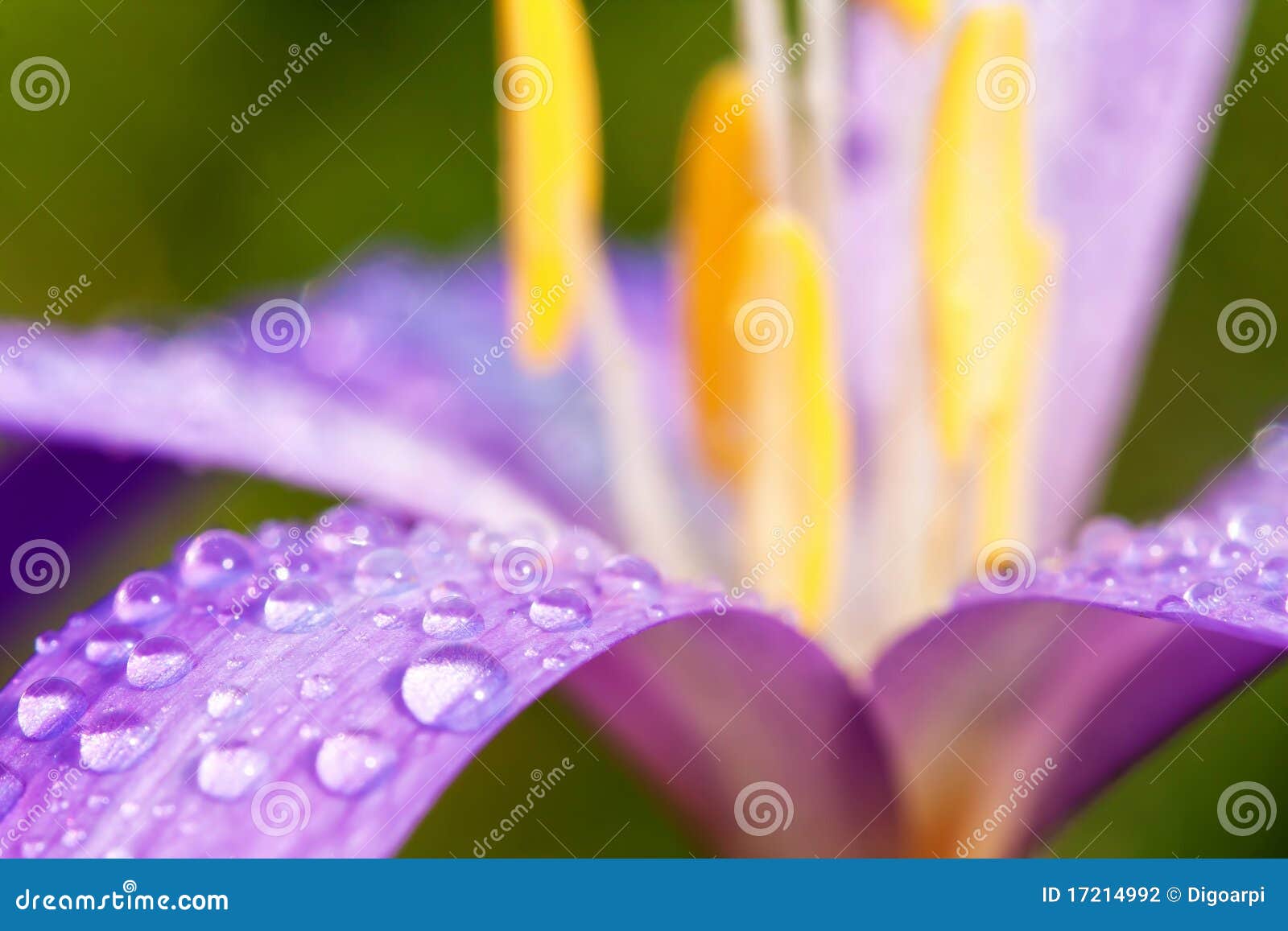 Flores Cubiertas De Rocio Agradables Foto de archivo - Imagen de bosque ...