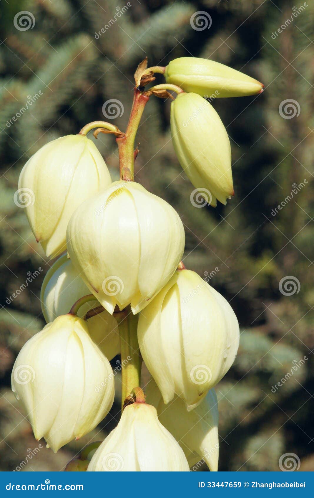 Flores da agave imagem de stock. Imagem de agave, nave - 33447659
