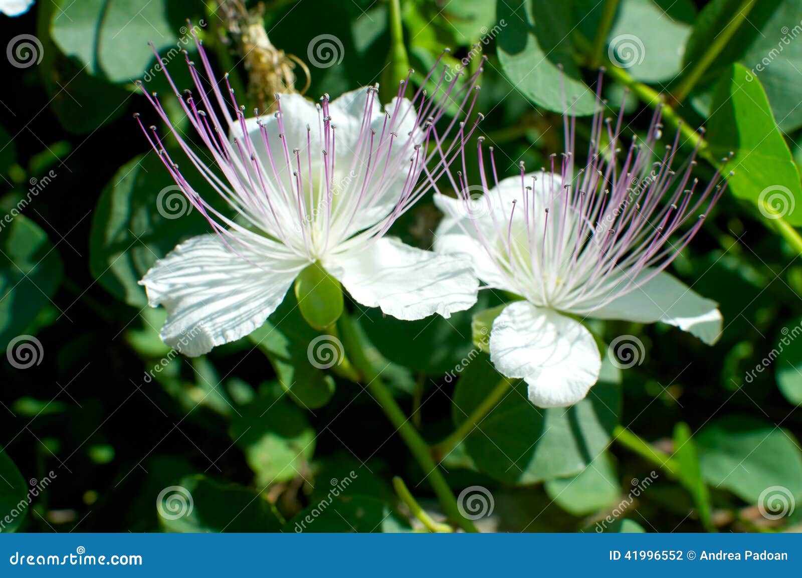 Flores Da Alcaparra, Spinosa Do Capparis Foto de Stock - Imagem de ...
