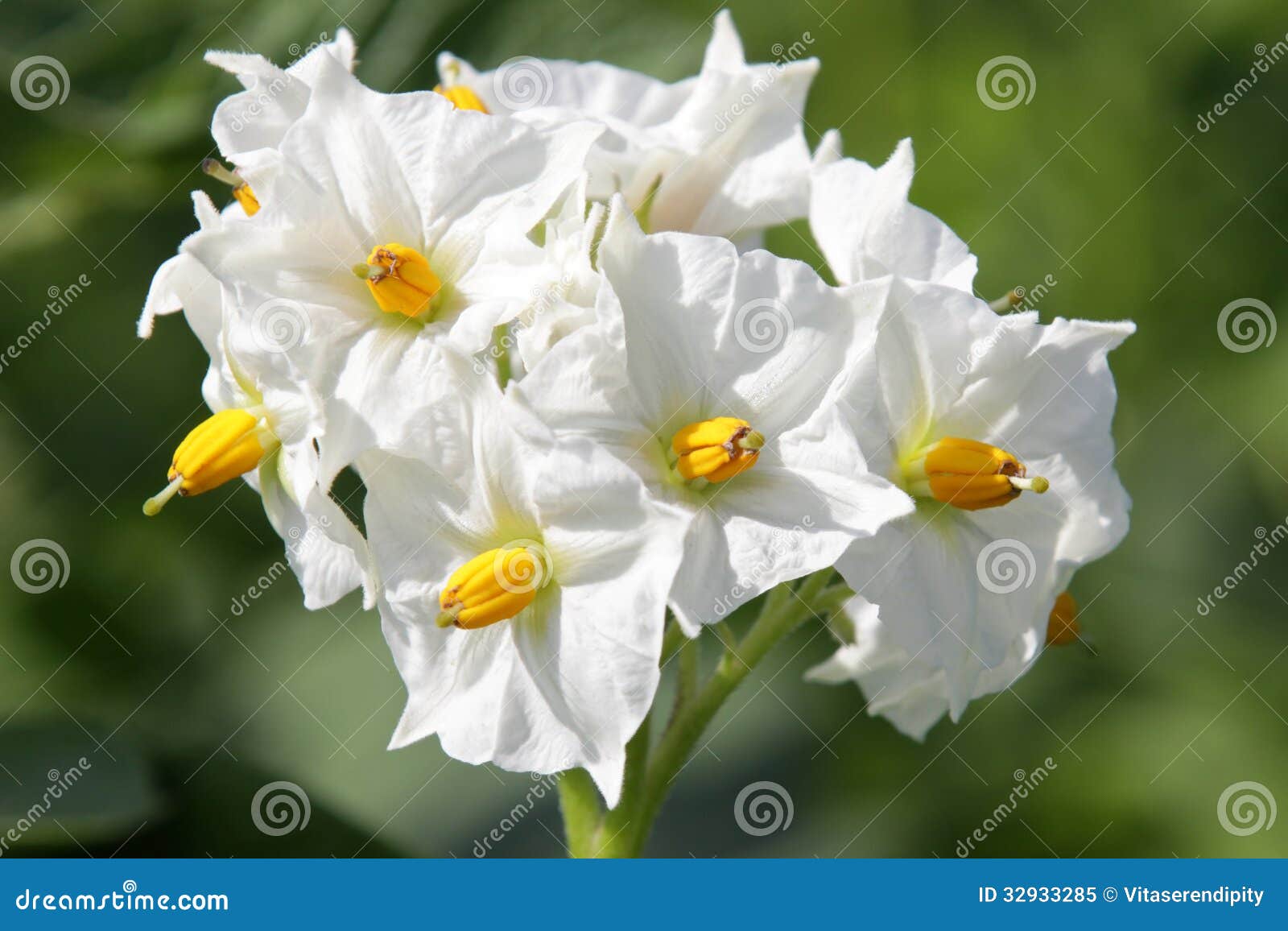 Flores da batata imagem de stock. Imagem de batatas, campo - 32933285