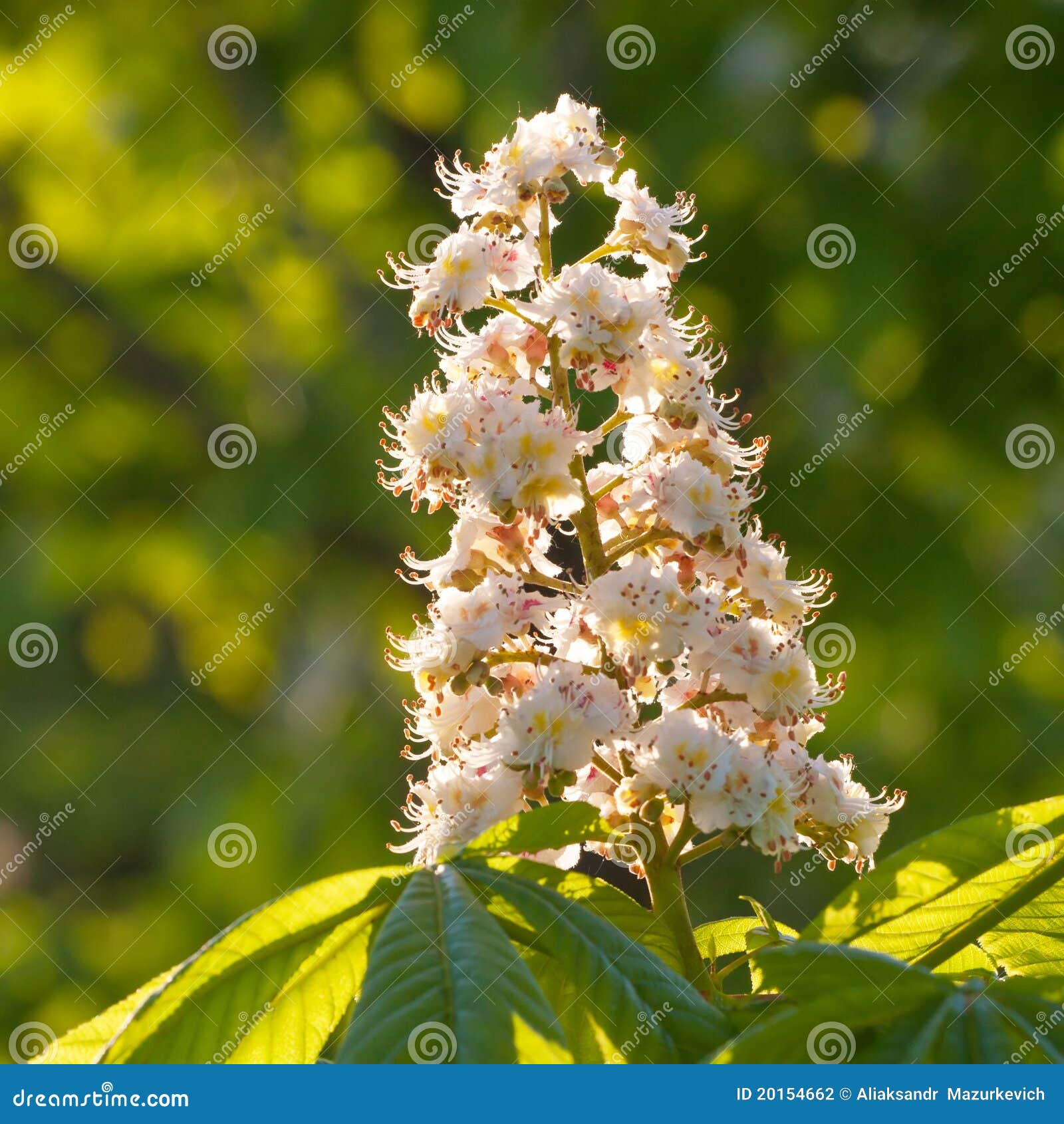 Flores da castanha da mola foto de stock. Imagem de beleza - 20154662