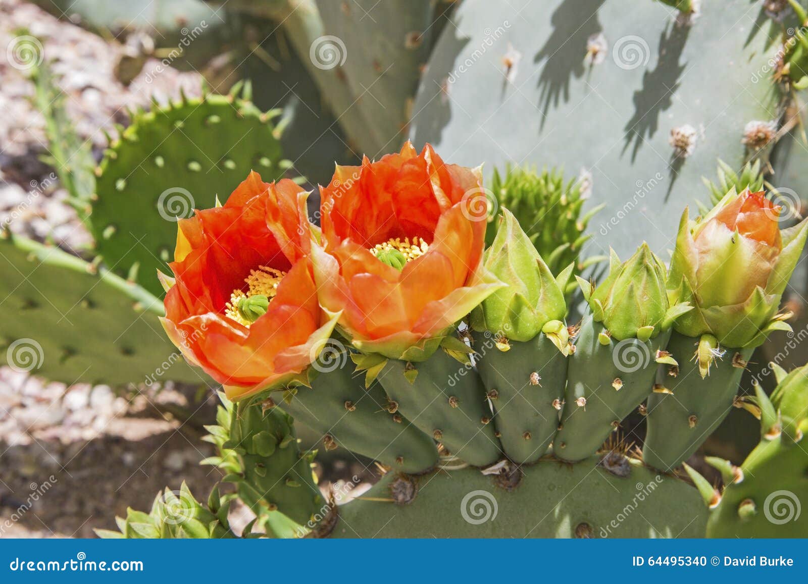 Flores Da Laranja Do Castus Da Pera Espinhosa Foto de Stock - Imagem de ...