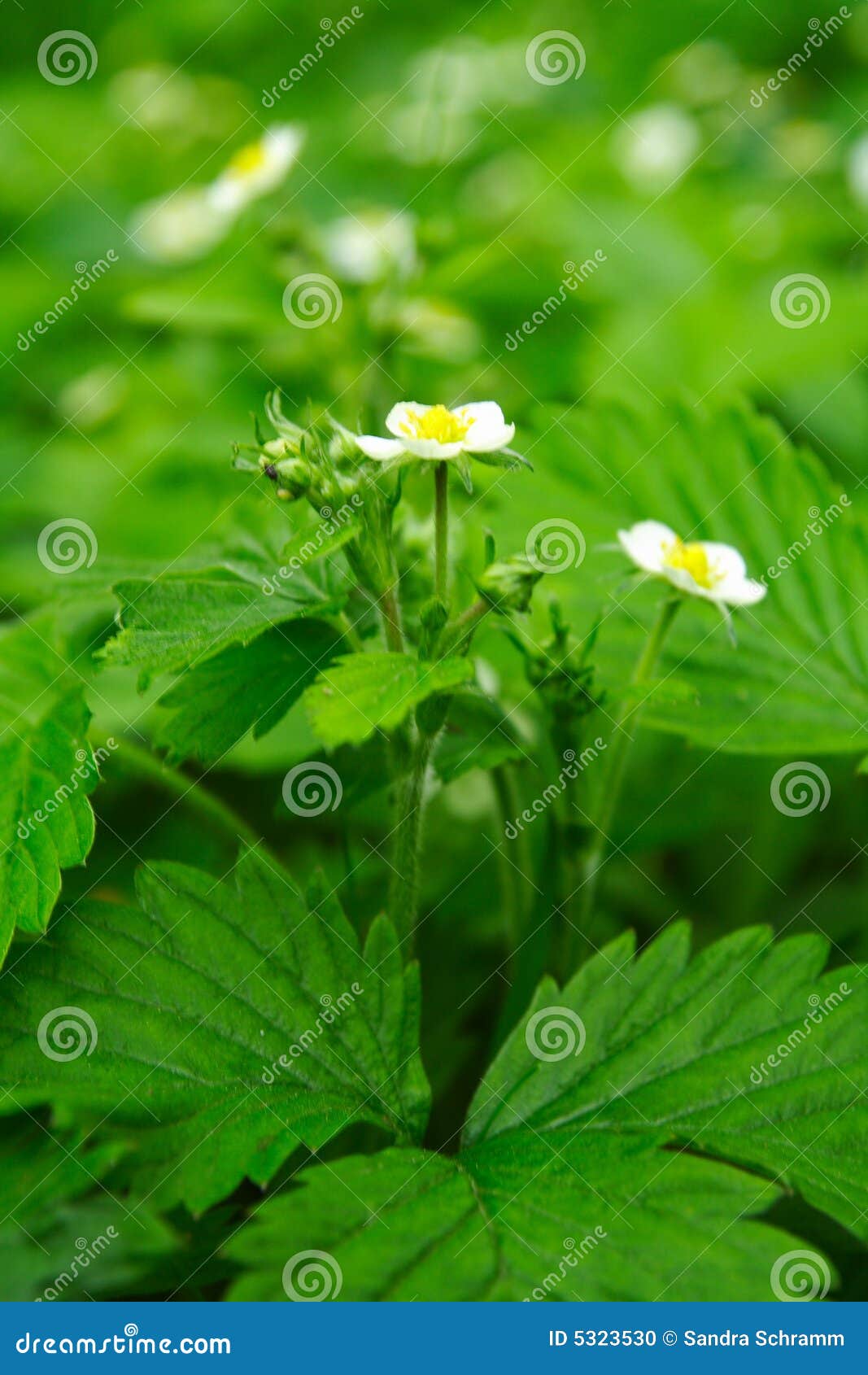 Flores da morango foto de stock. Imagem de pequeno, jardim - 5323530