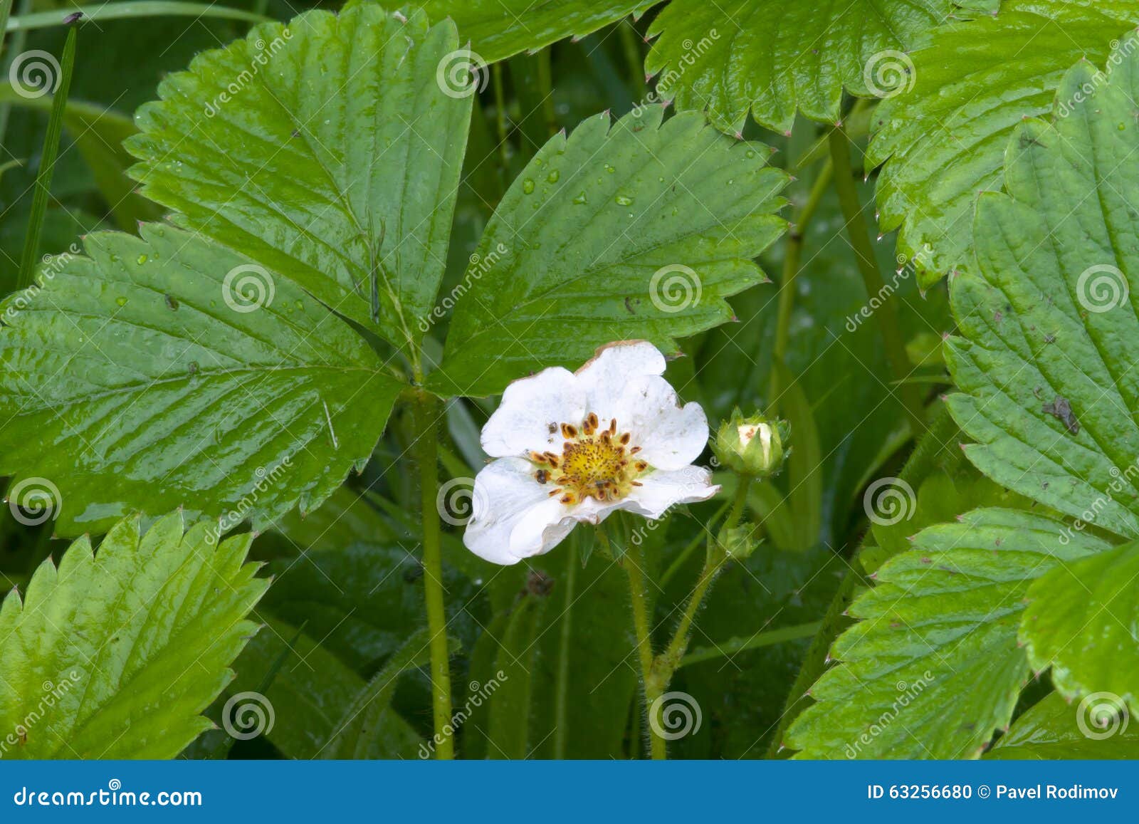 Flores da morango foto de stock. Imagem de morango, mola - 63256680