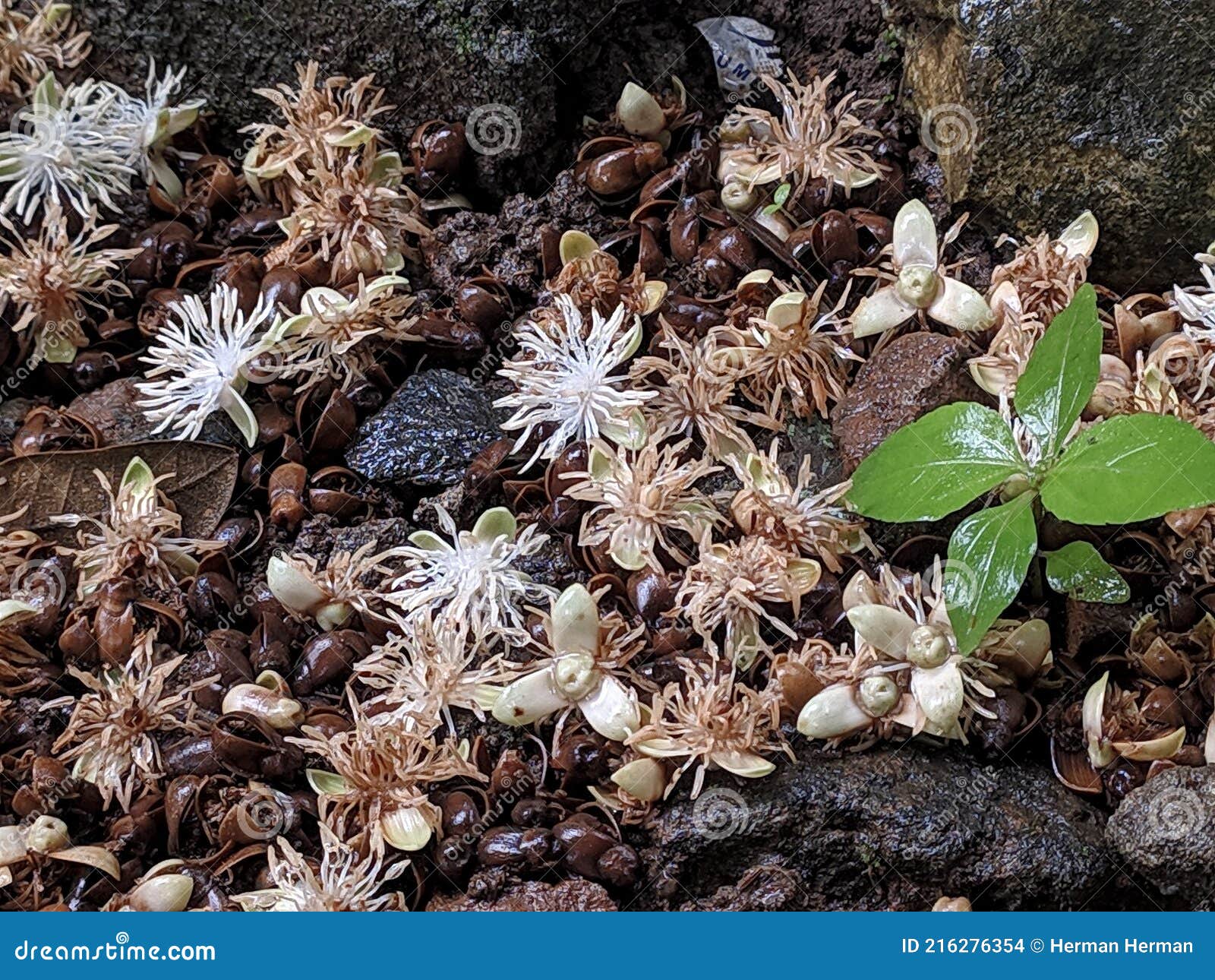 Flores Da Palmeira Morrendo Foto de Stock - Imagem de arbusto, filial ...