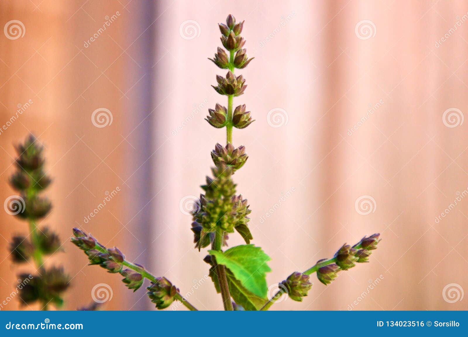 Flores Da Planta Do Patchouli Foto de Stock - Imagem de aroma ...