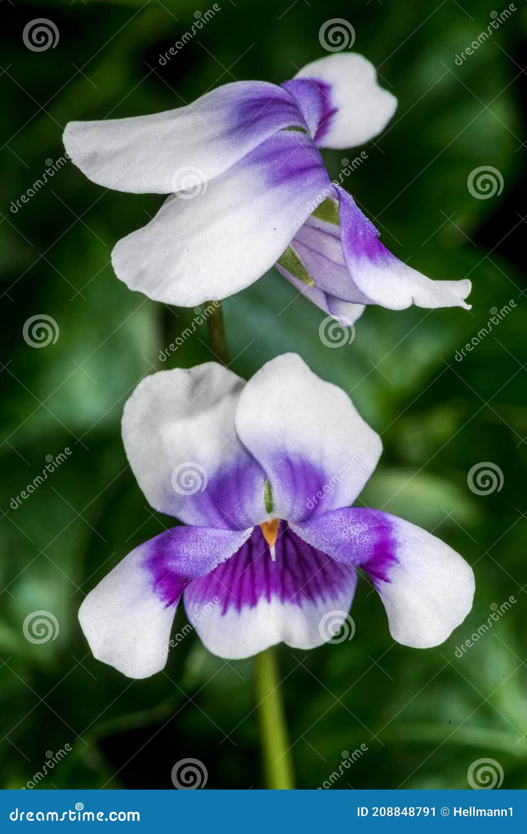 Flores Da Violeta Australiana Imagem de Stock - Imagem de naturalness ...
