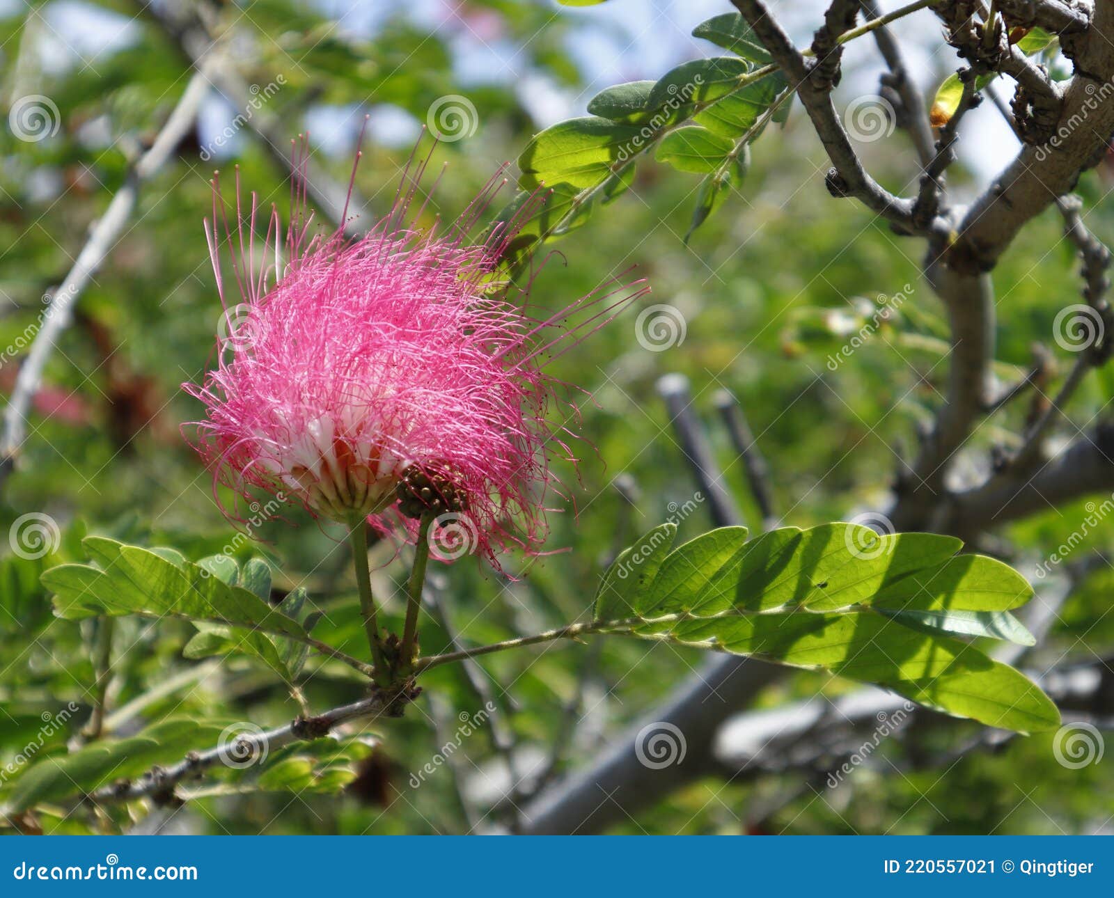 Flores De Acacia Rosa En El Viento. Imagen de archivo - Imagen de ...