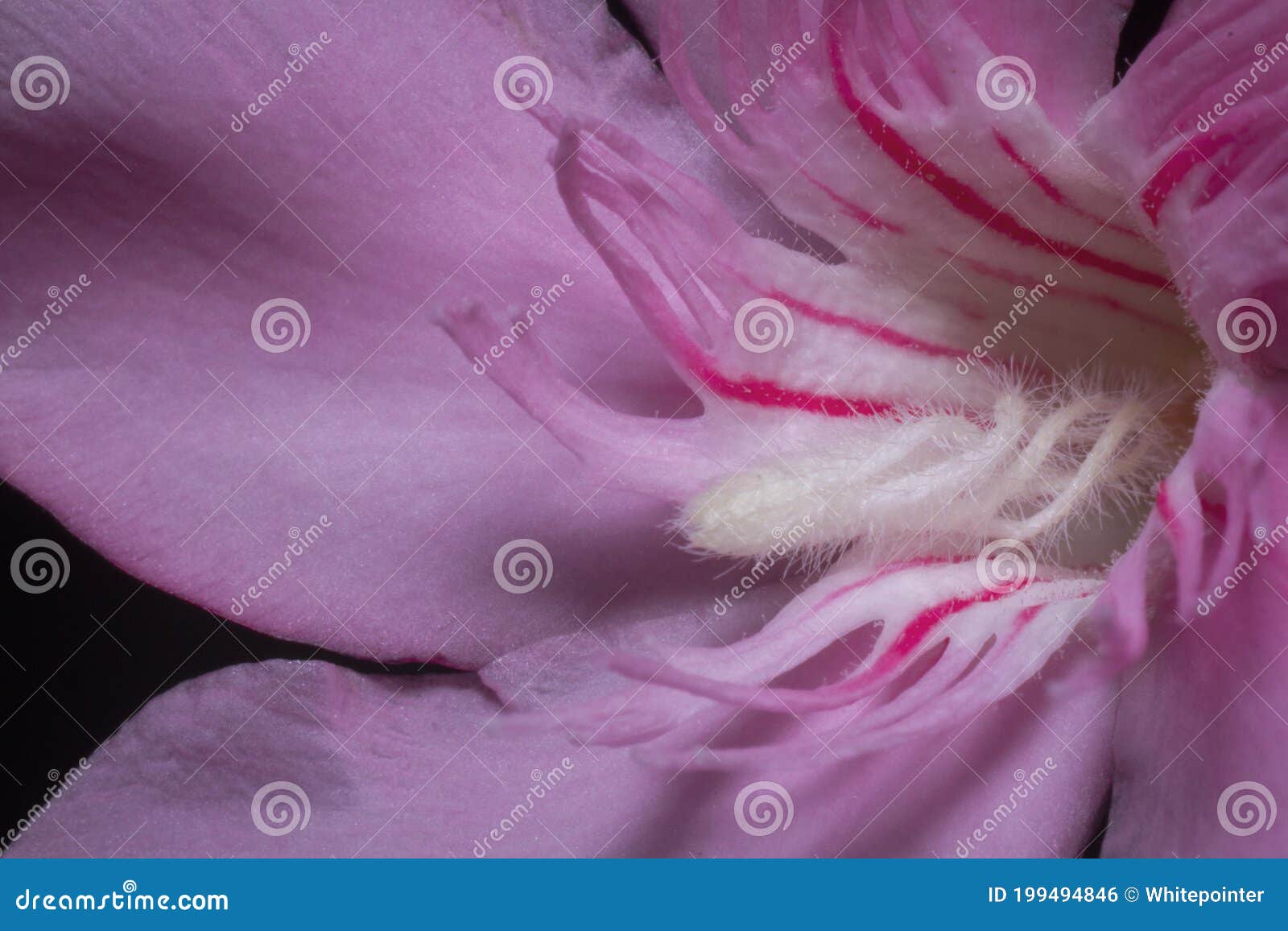 Flores De Adelfa Rosa De Primer Nivel, Flores De Nerium Oleander Foto ...