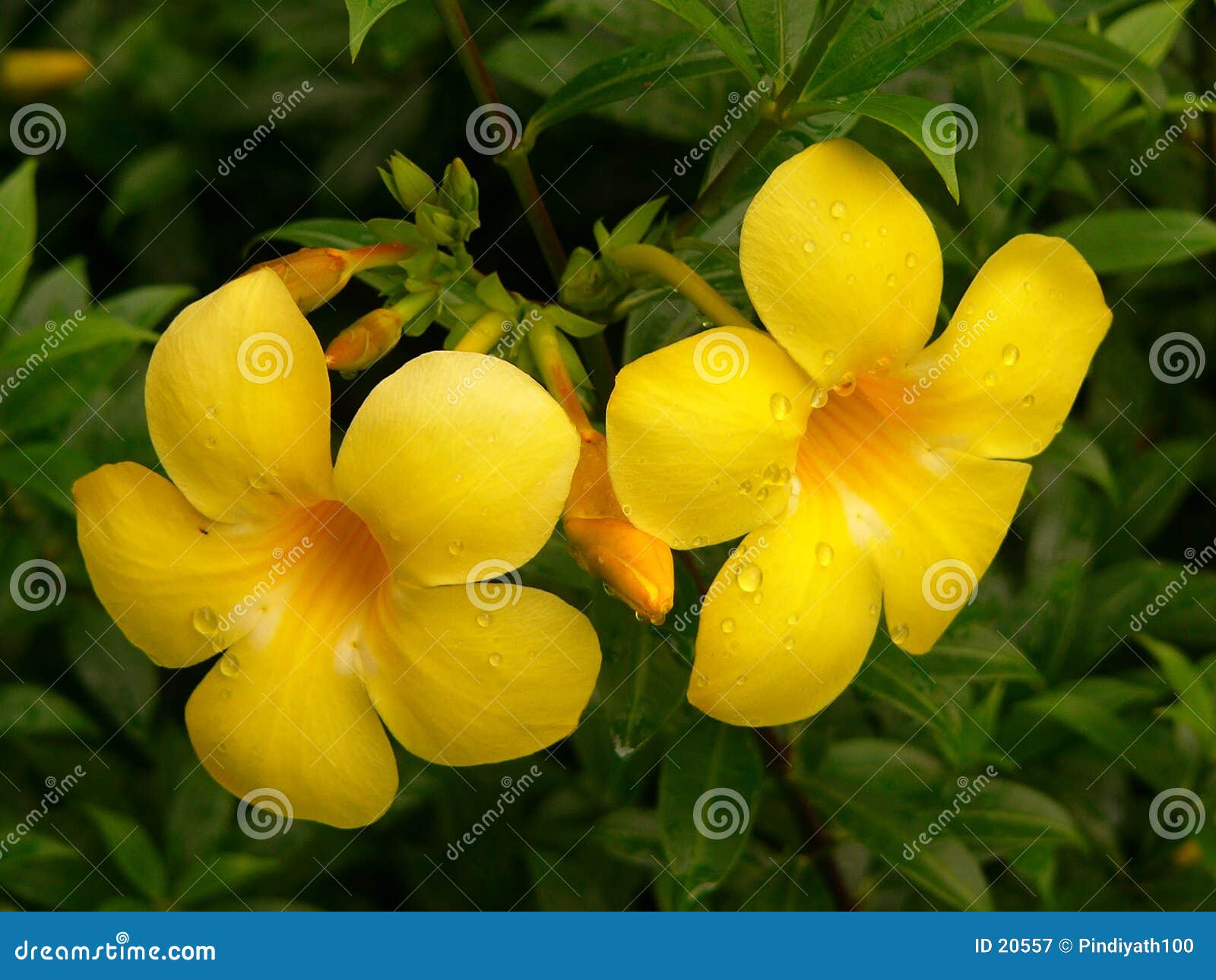 Flores de Alamanda imagen de archivo. Imagen de cubo, flores - 20557