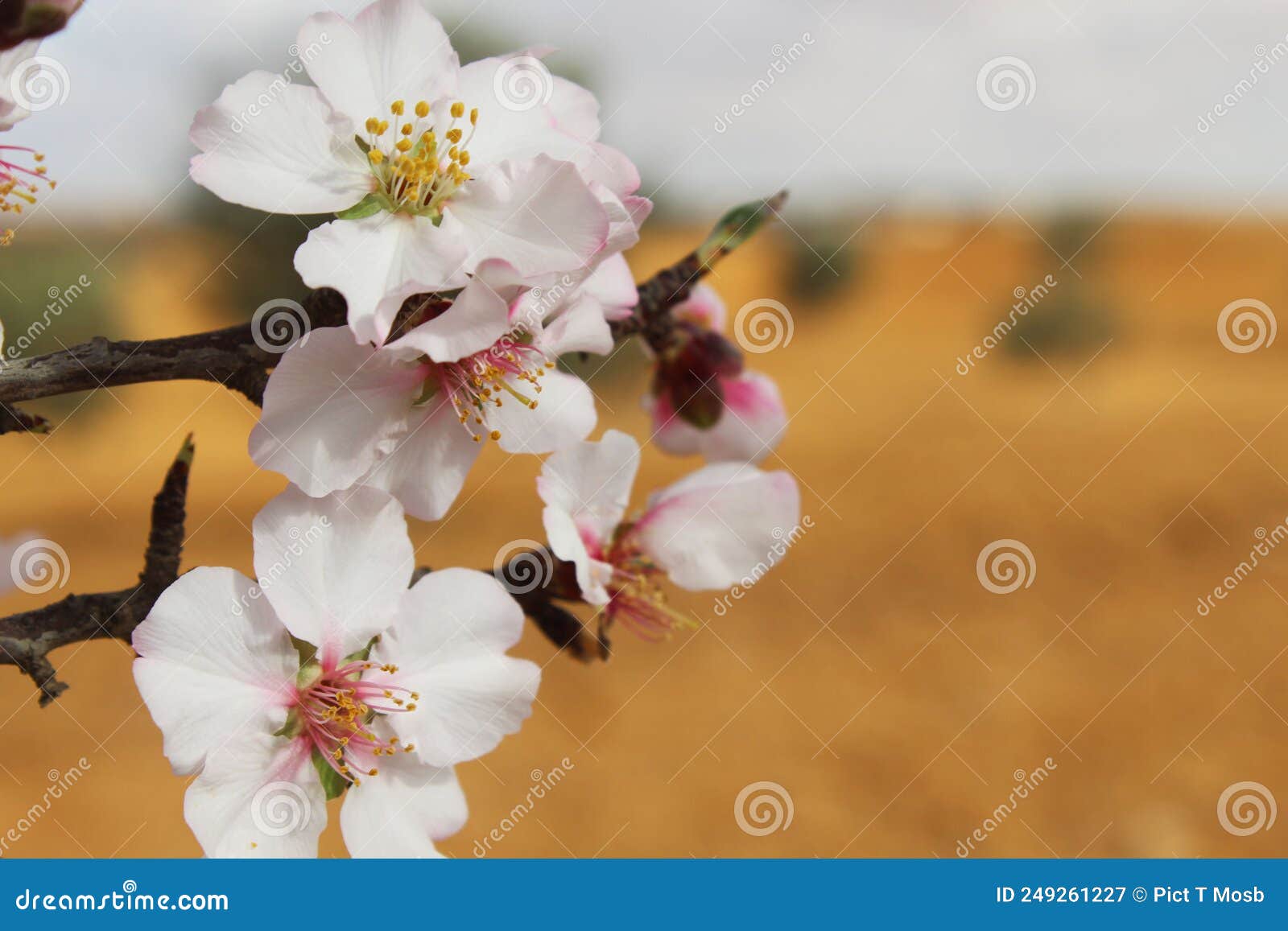 Flores de almendra imagen de archivo. Imagen de cereza - 249261227