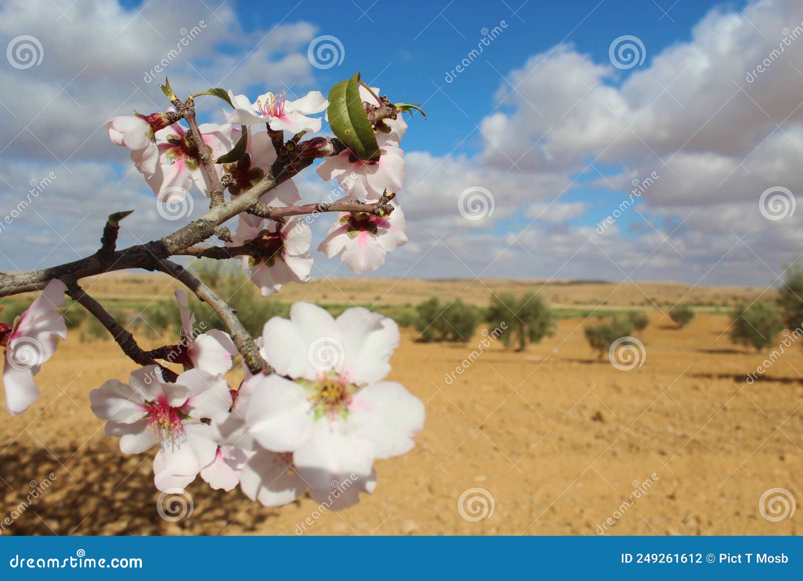 Flores de almendra foto de archivo. Imagen de invierno - 249261612
