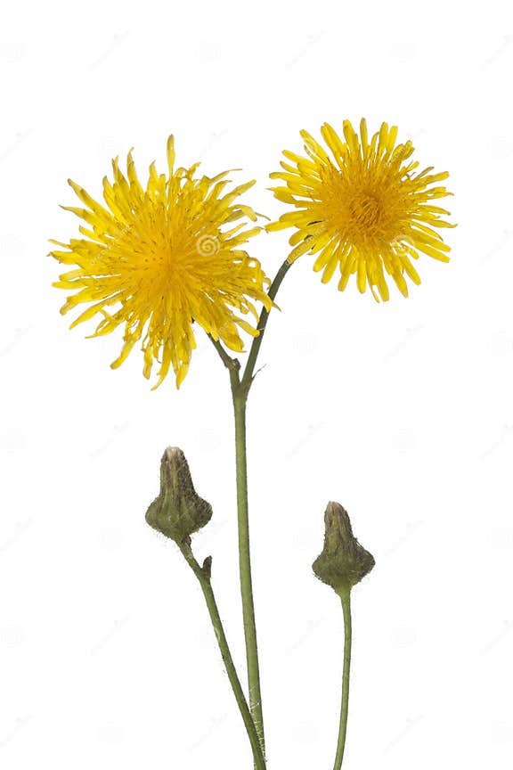 Flores de Autumn Hawkbit imagen de archivo. Imagen de estudio - 33263679