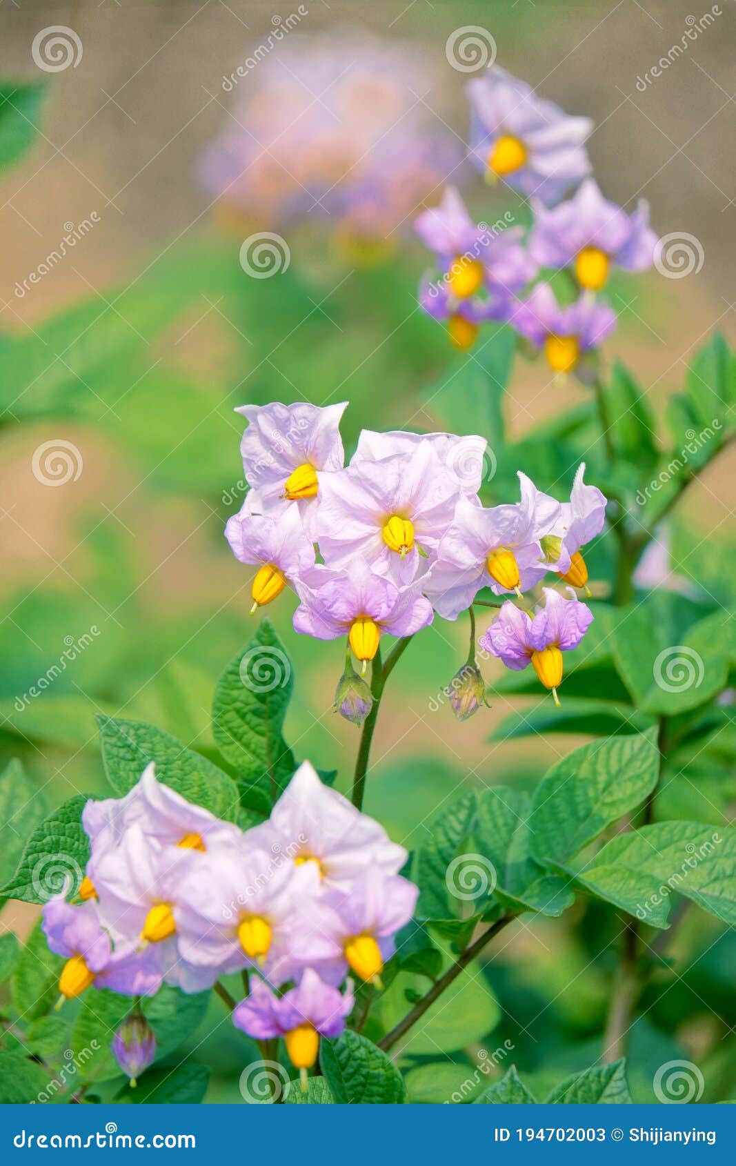 Flores de batata imagem de stock. Imagem de naughty - 194702003