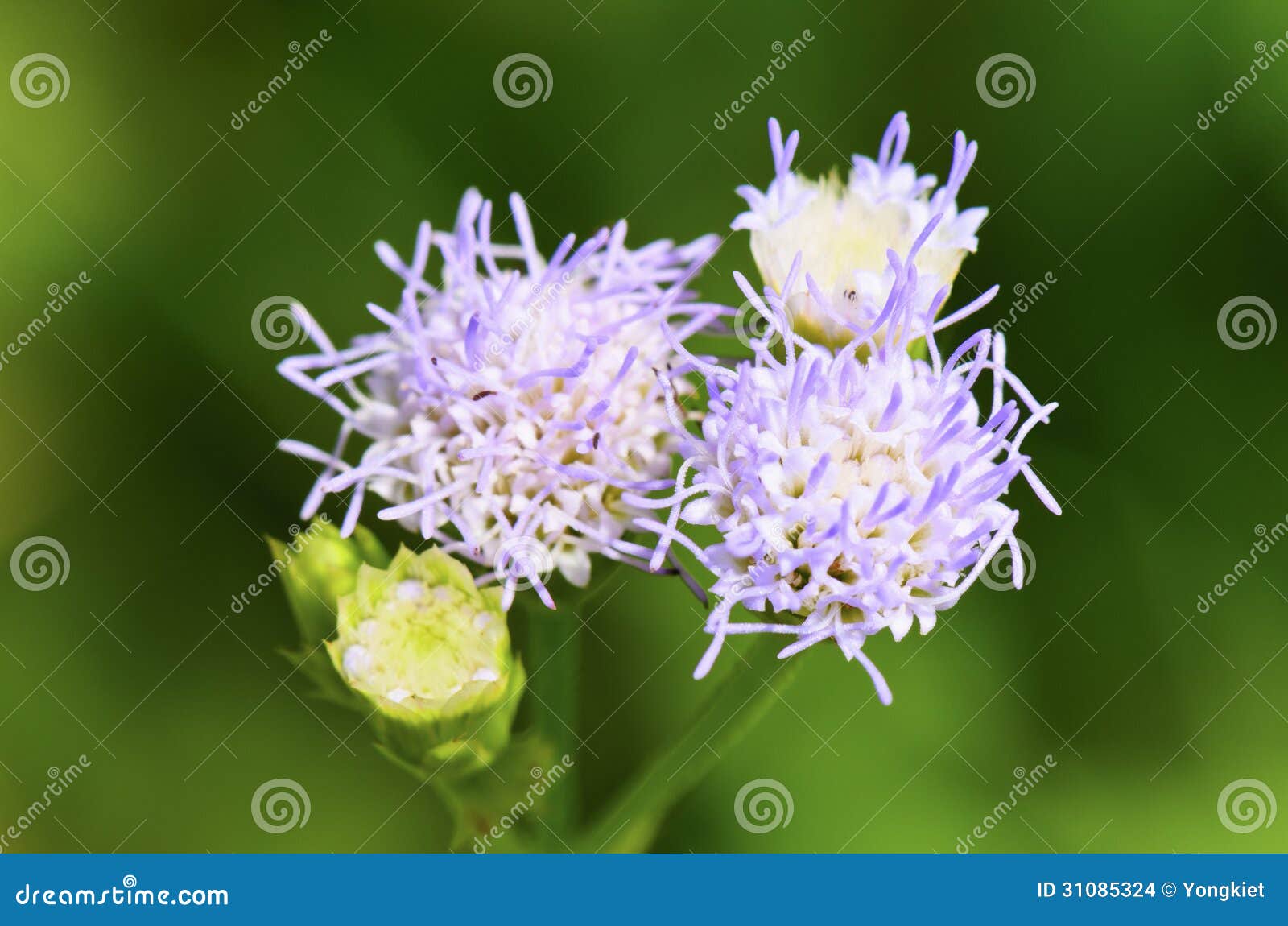Flores De Billy Goat Weed Conyzoides Del Ageratum Foto De Archivo