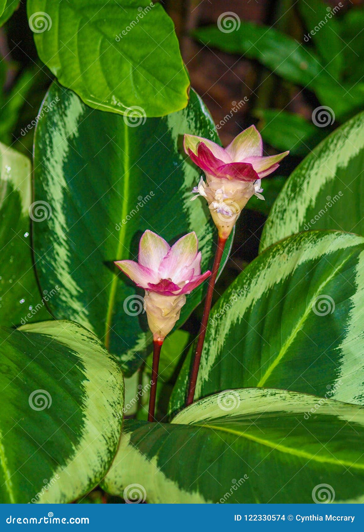 Flores de Calathea foto de archivo. Imagen de hojas - 122330574