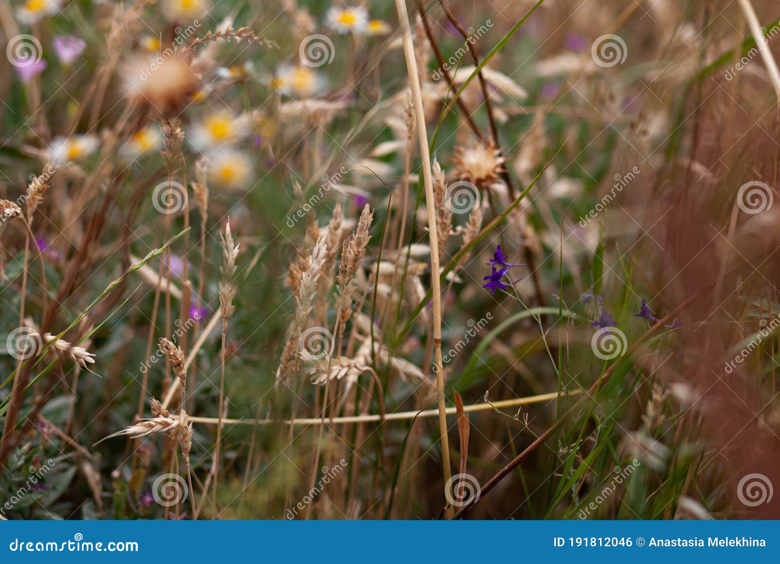 Flores de campo e erva foto de stock. Imagem de erva - 191812046