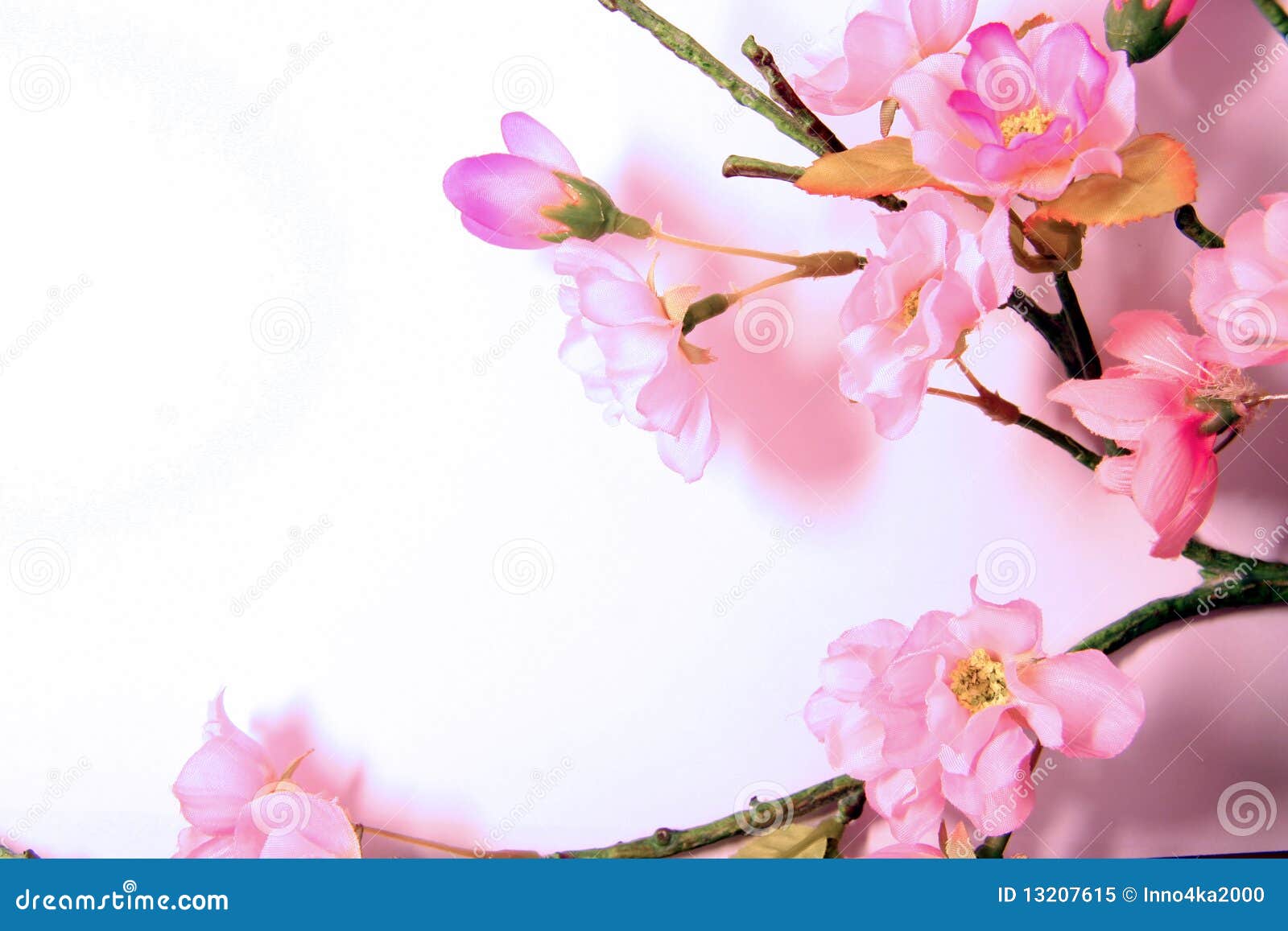Flores De Cereja Cor-de-rosa Imagem de Stock - Imagem de frescor, macro ...