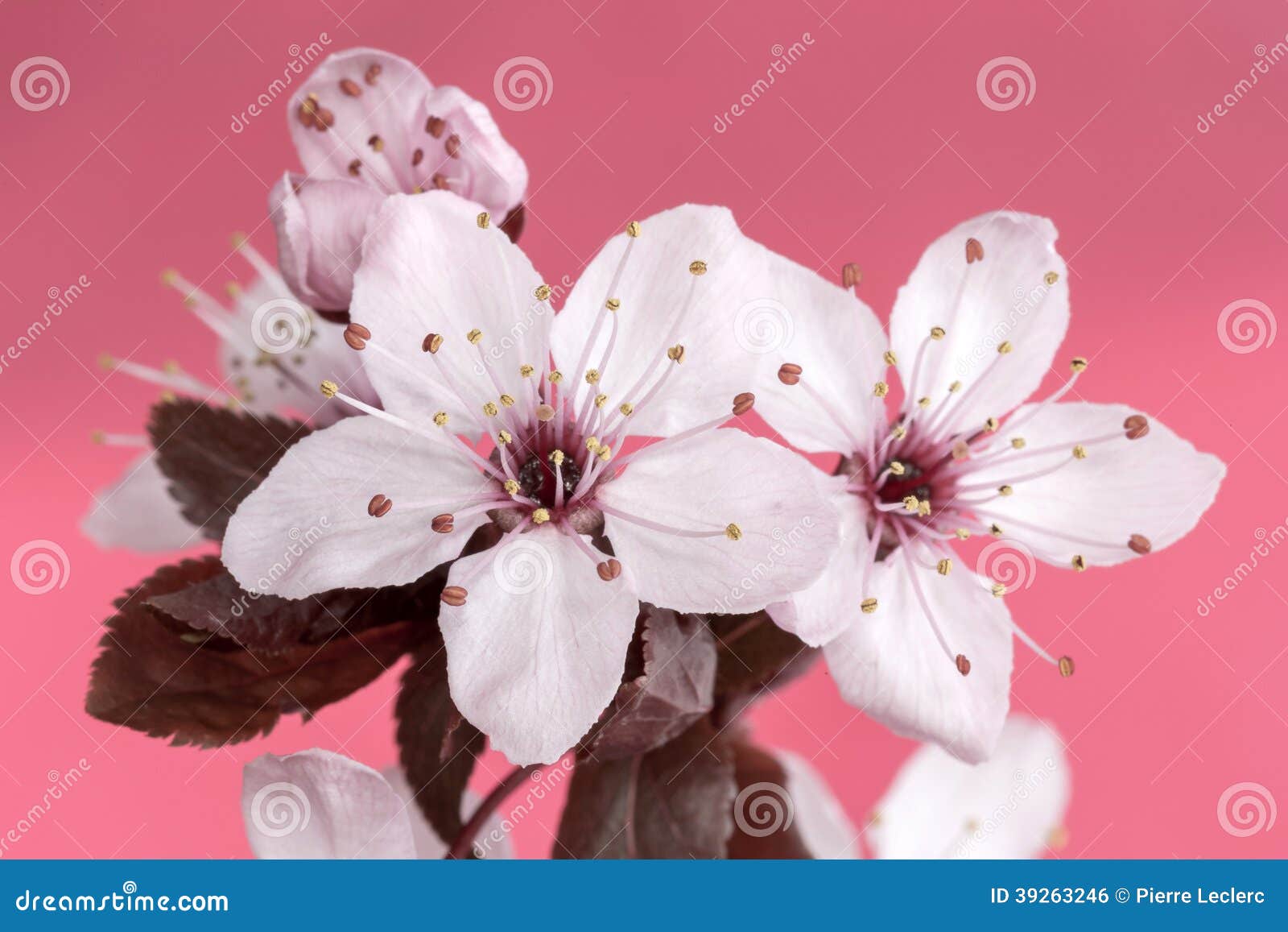 Flores De Cerejeira Cor-de-rosa Foto de Stock - Imagem de flor, cereja ...