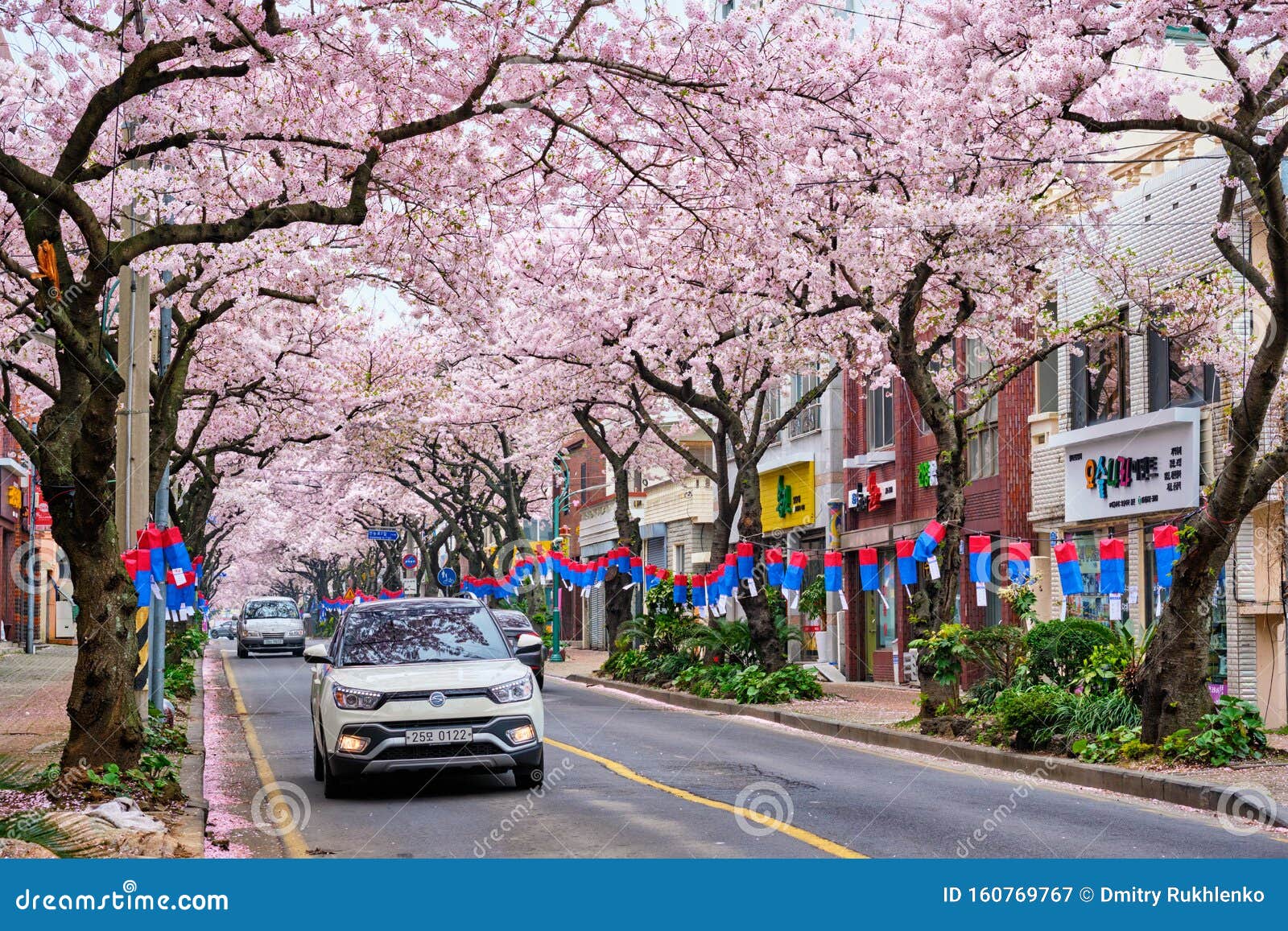 Flores De Cerezo Sakura En Flor En Corea Fotografía editorial - Imagen ...