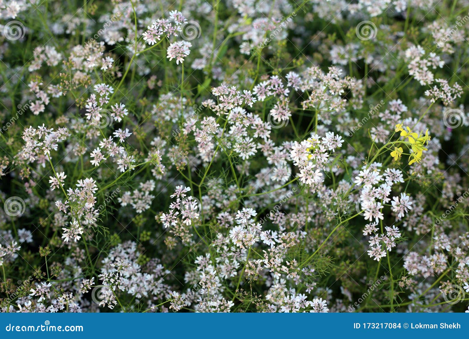 Flores De Cilantro Blanco Y Campos De Hojas De Cilantro Foto de archivo ...