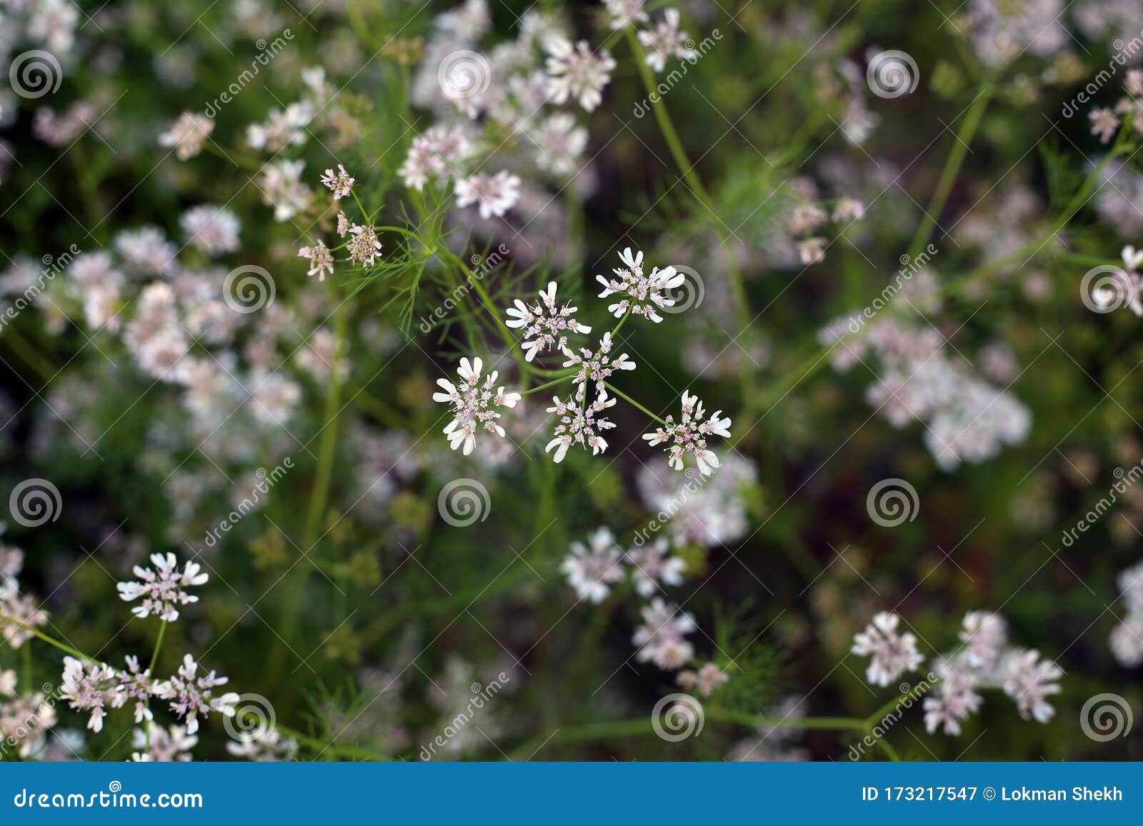 Flores De Cilantro Blanco Y Campos De Hojas De Cilantro Imagen de ...