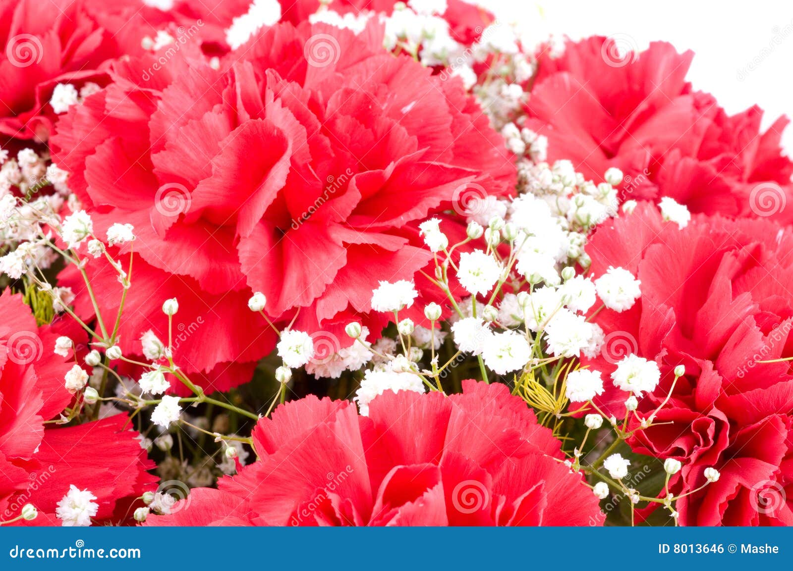 Flores de claveles foto de archivo. Imagen de conceptual - 8013646