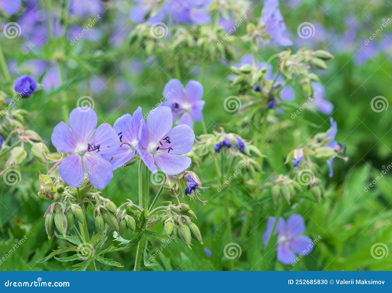 Flores De Cola-prado Ou Pratense Geranium Geranium Pratense Foto de ...