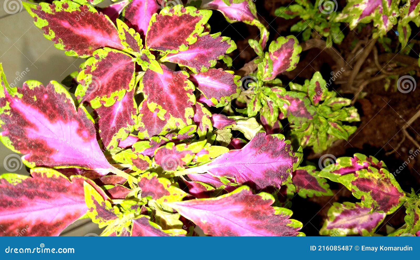 Flores De Coleo Rosa En Una Olla Imagen de archivo - Imagen de ...