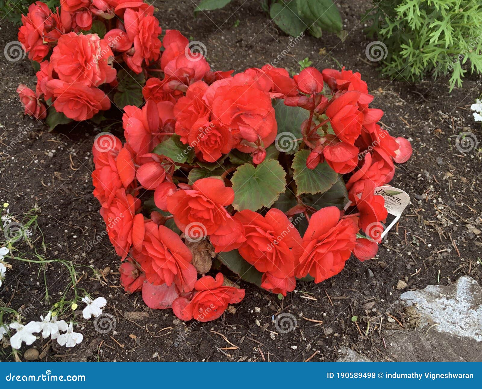 Flores de color rojo foto de archivo. Imagen de rojo - 190589498