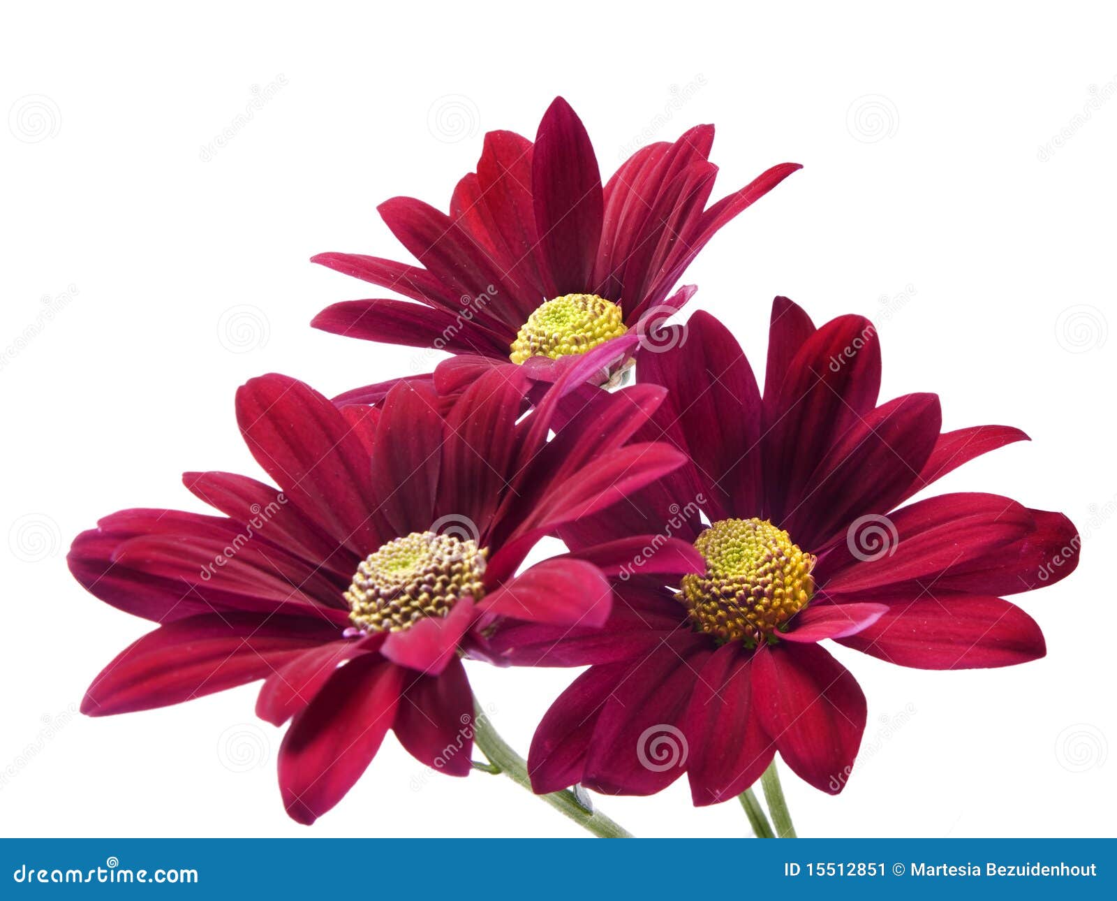 Flores De Color Rojo Oscuro Del Crisantemo Imagen de archivo - Imagen ...